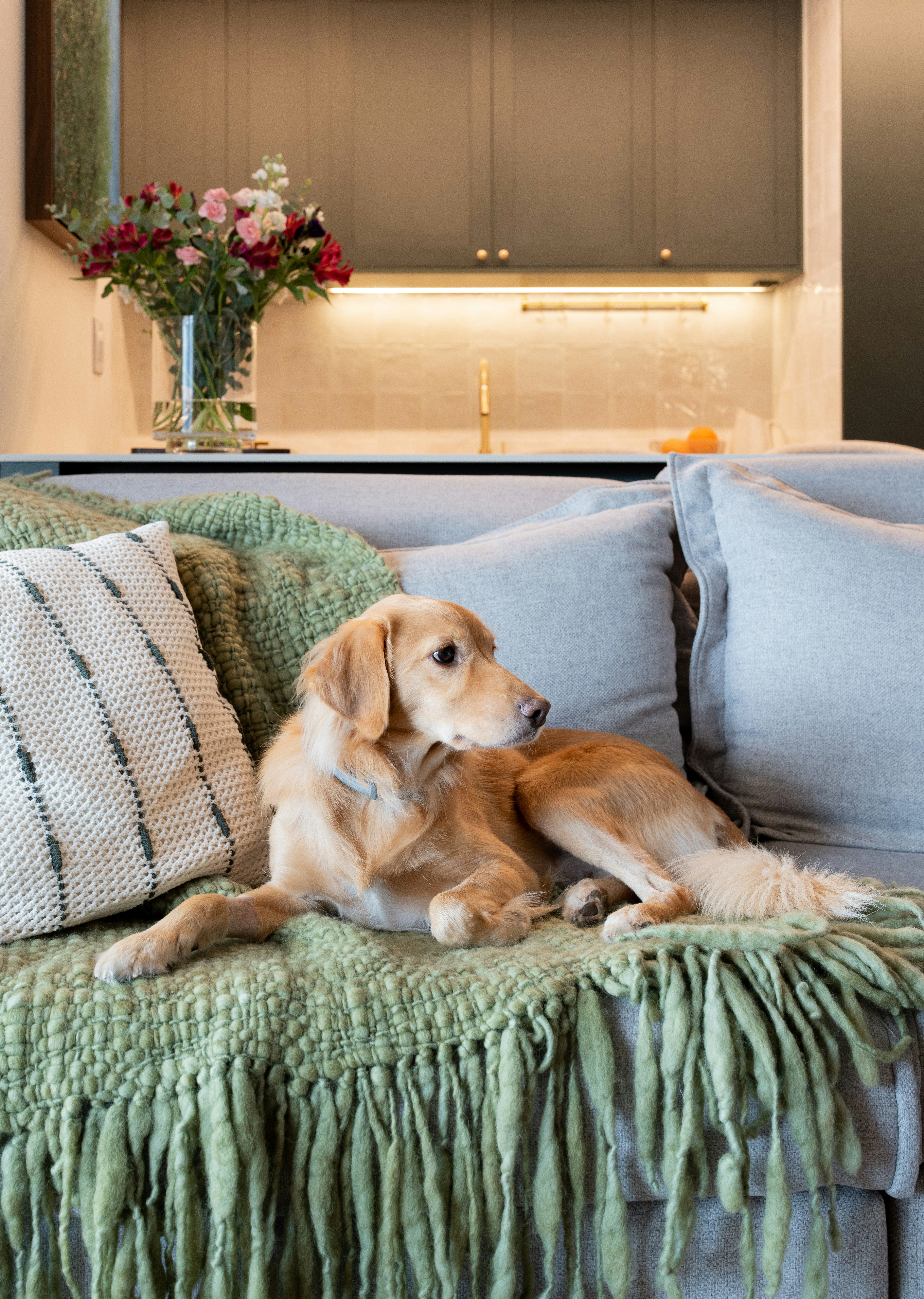 Golden Hound on a Cozy Green Blanket in a Modern Kitchen Nook