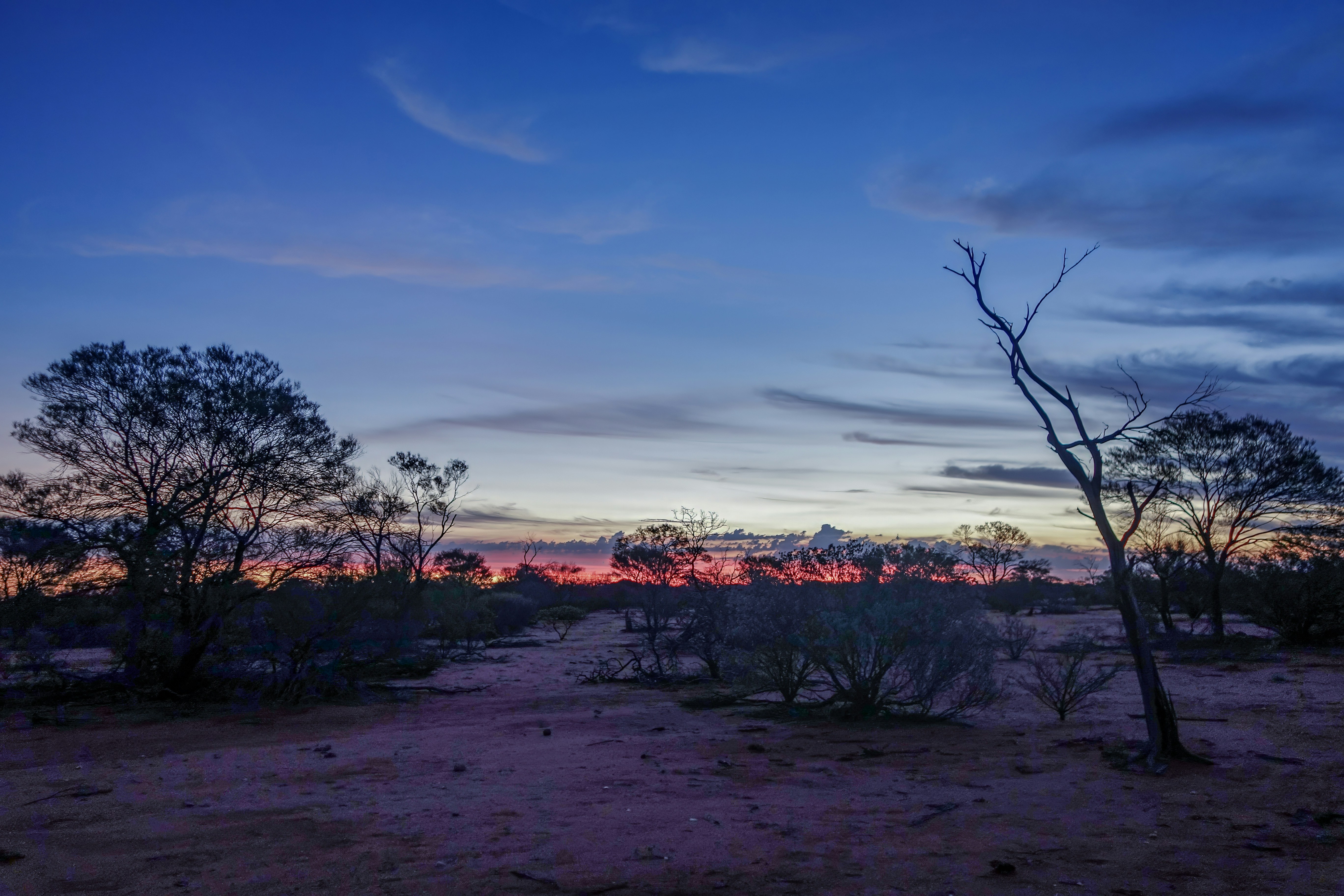 Dried Salt Plains at Dusk with Wind-Sculpted Tree silhouettes