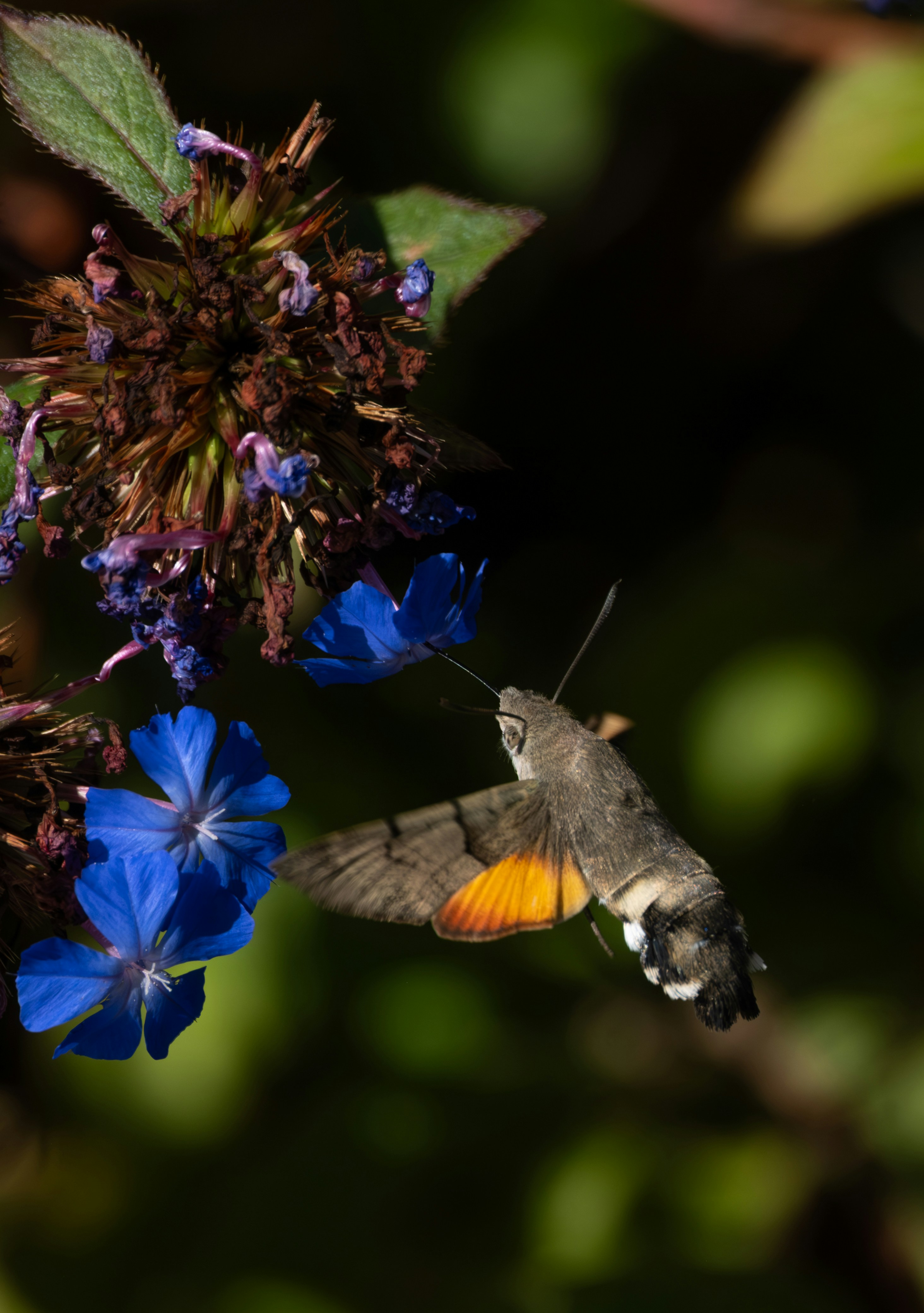 Hummingbird Hawk Moth Dives to Sip Blue Blooms