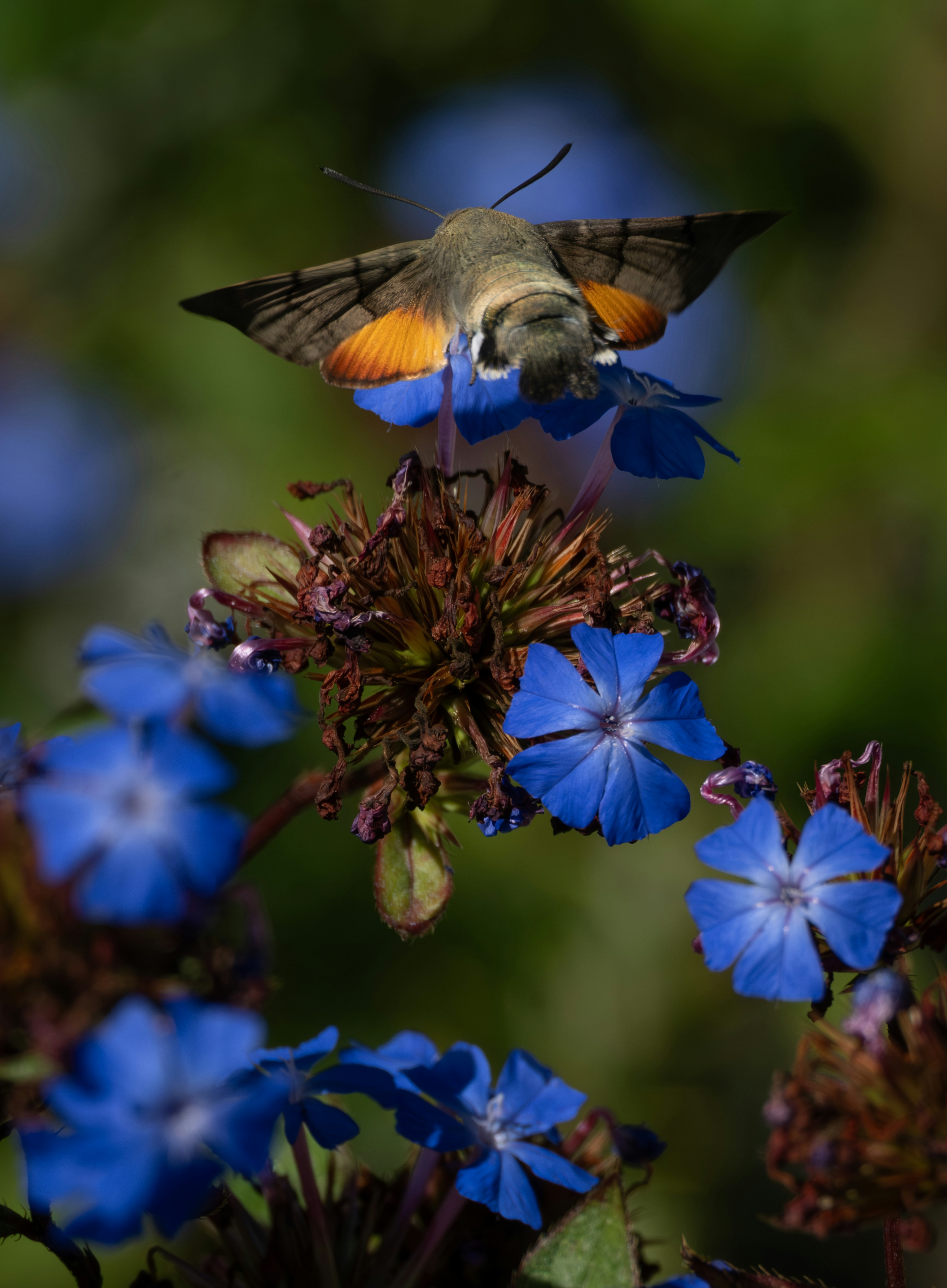 Hummingbird Hover over Indigo Florals
