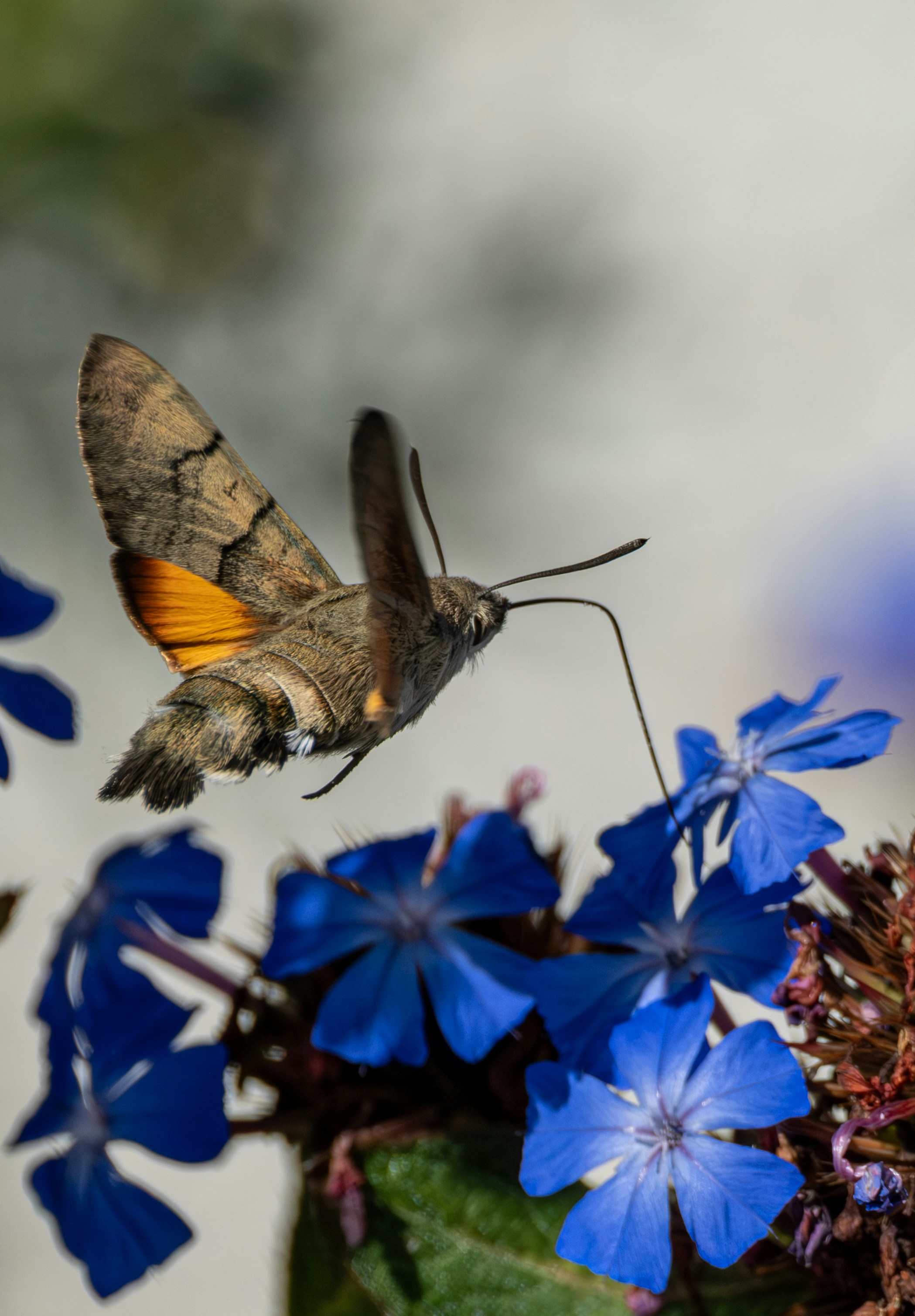 Hummingbird Hawk Moth Hovering Above Electric Blue Blooms