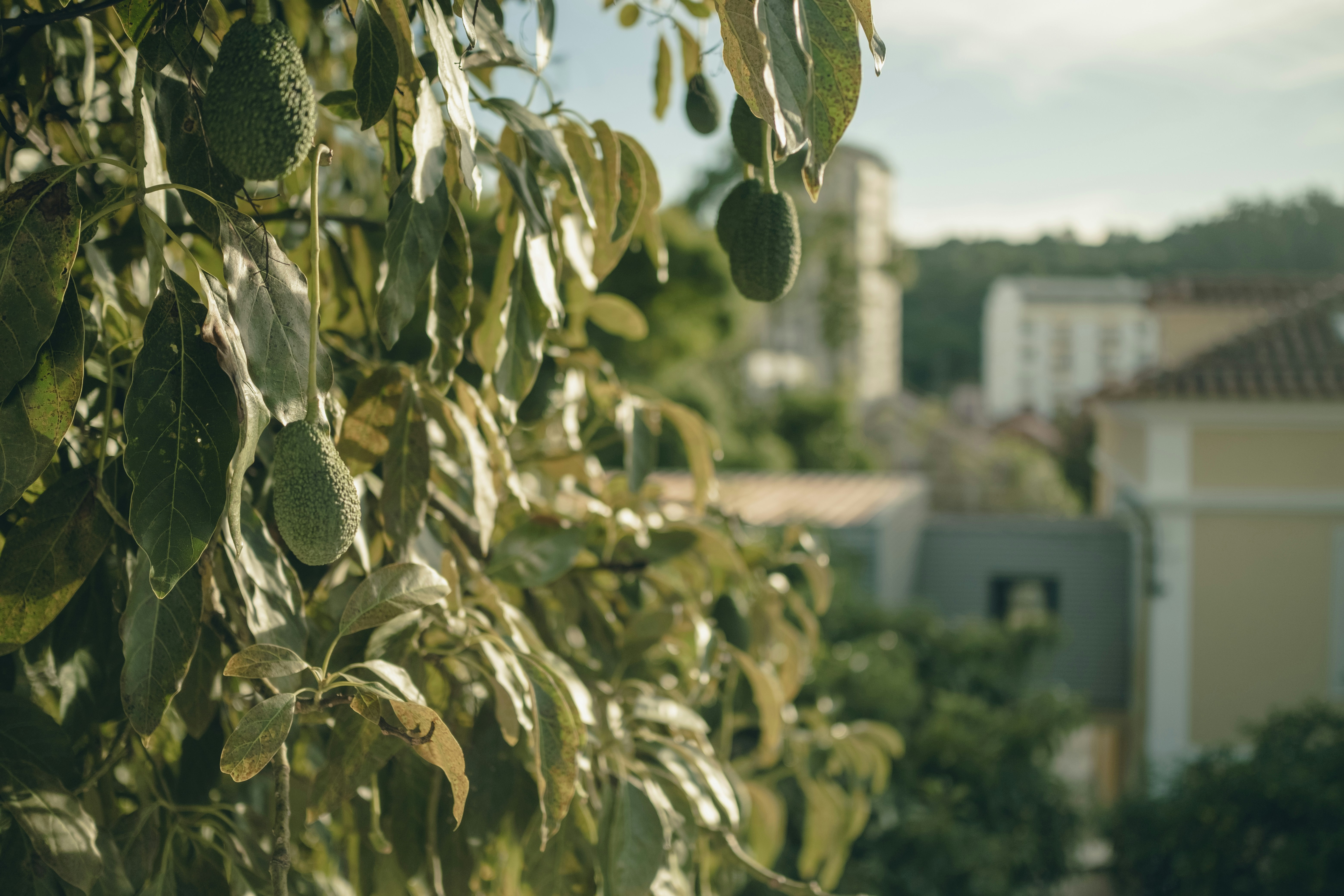 Sunlit Orchard: Avocados Framing a Quiet Balcony