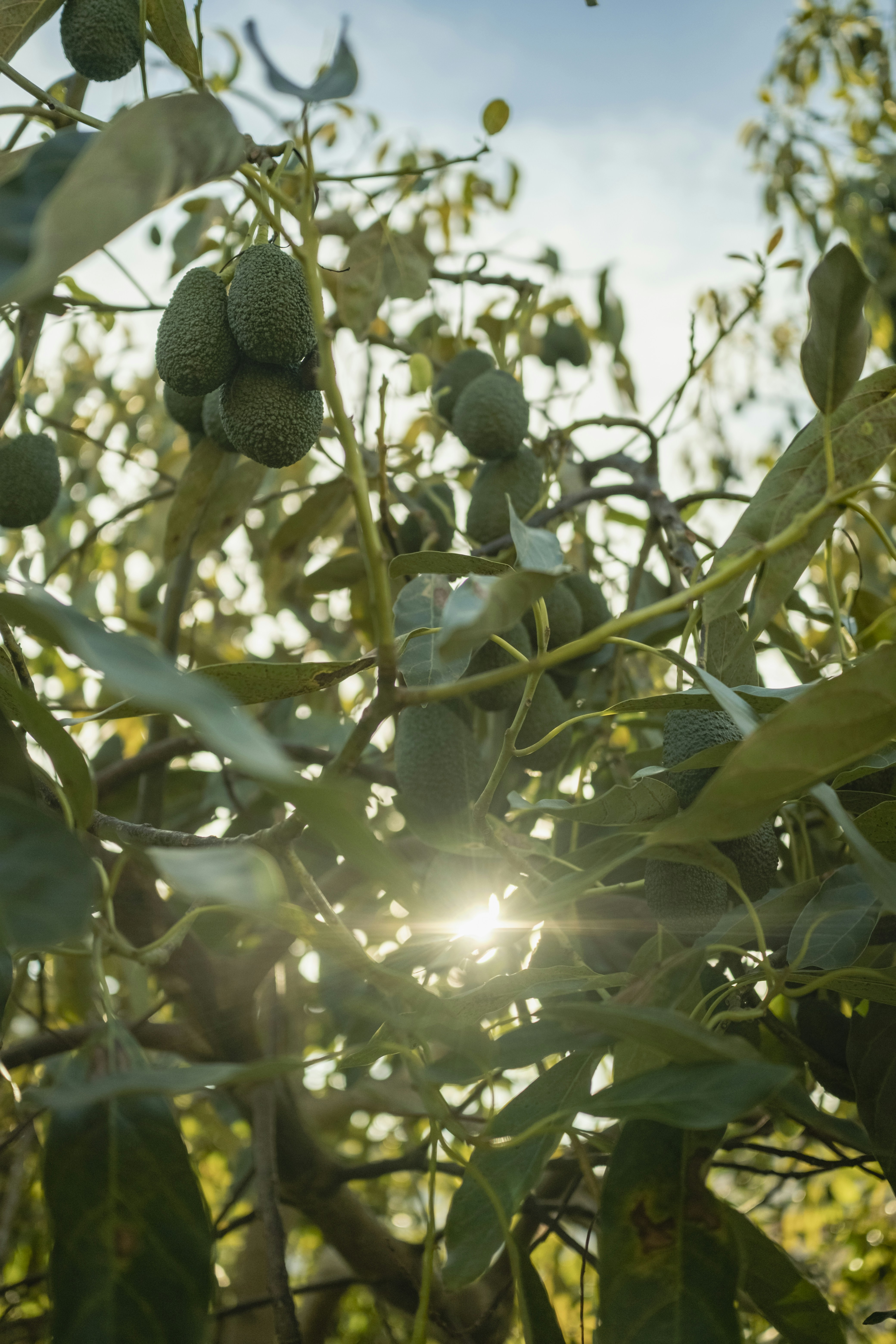 Sunlit Avocado Canopy: Orbs of Green Amid Branches