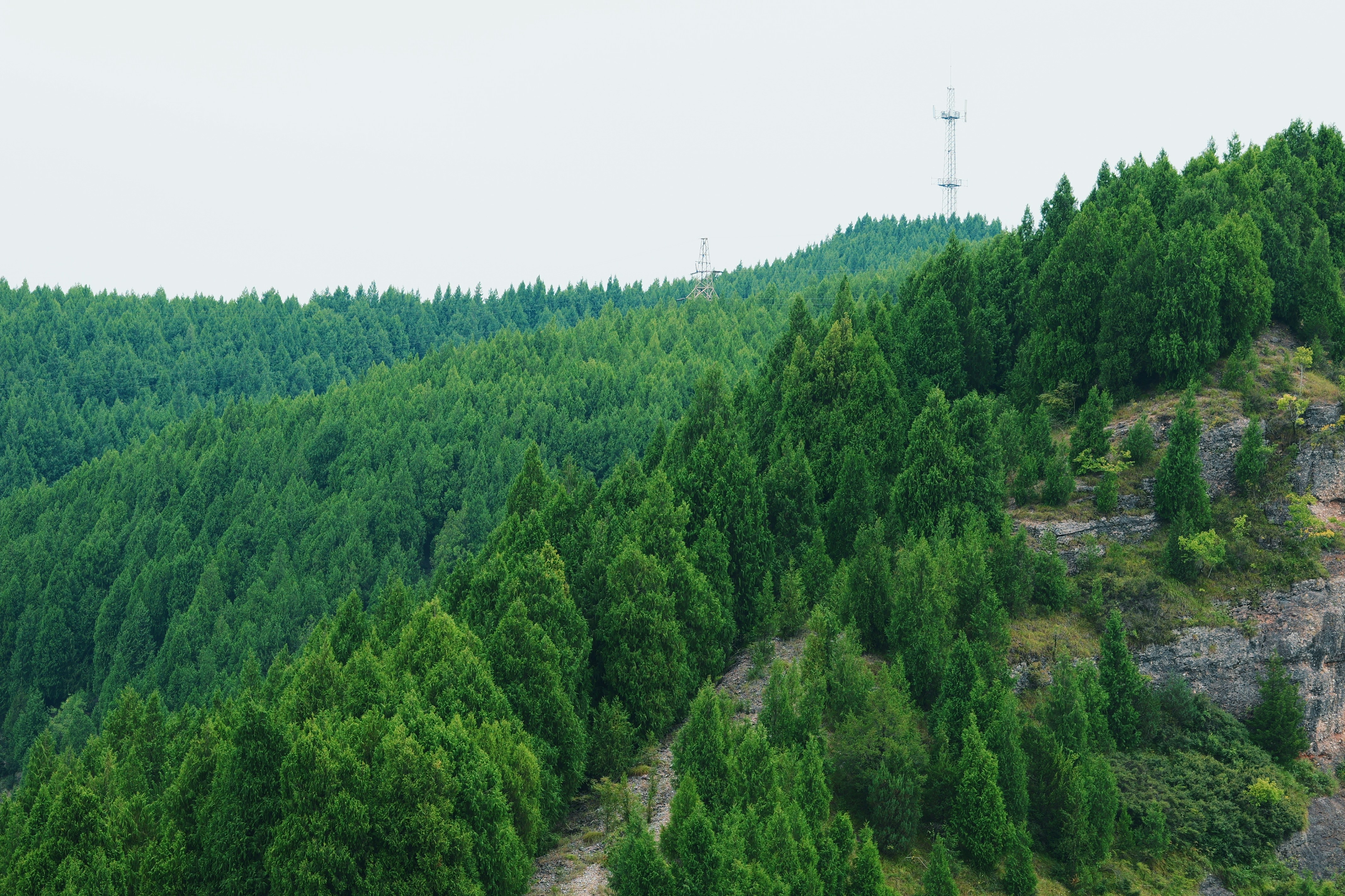 Green Ridge Overlook: Pines Wake the Horizon