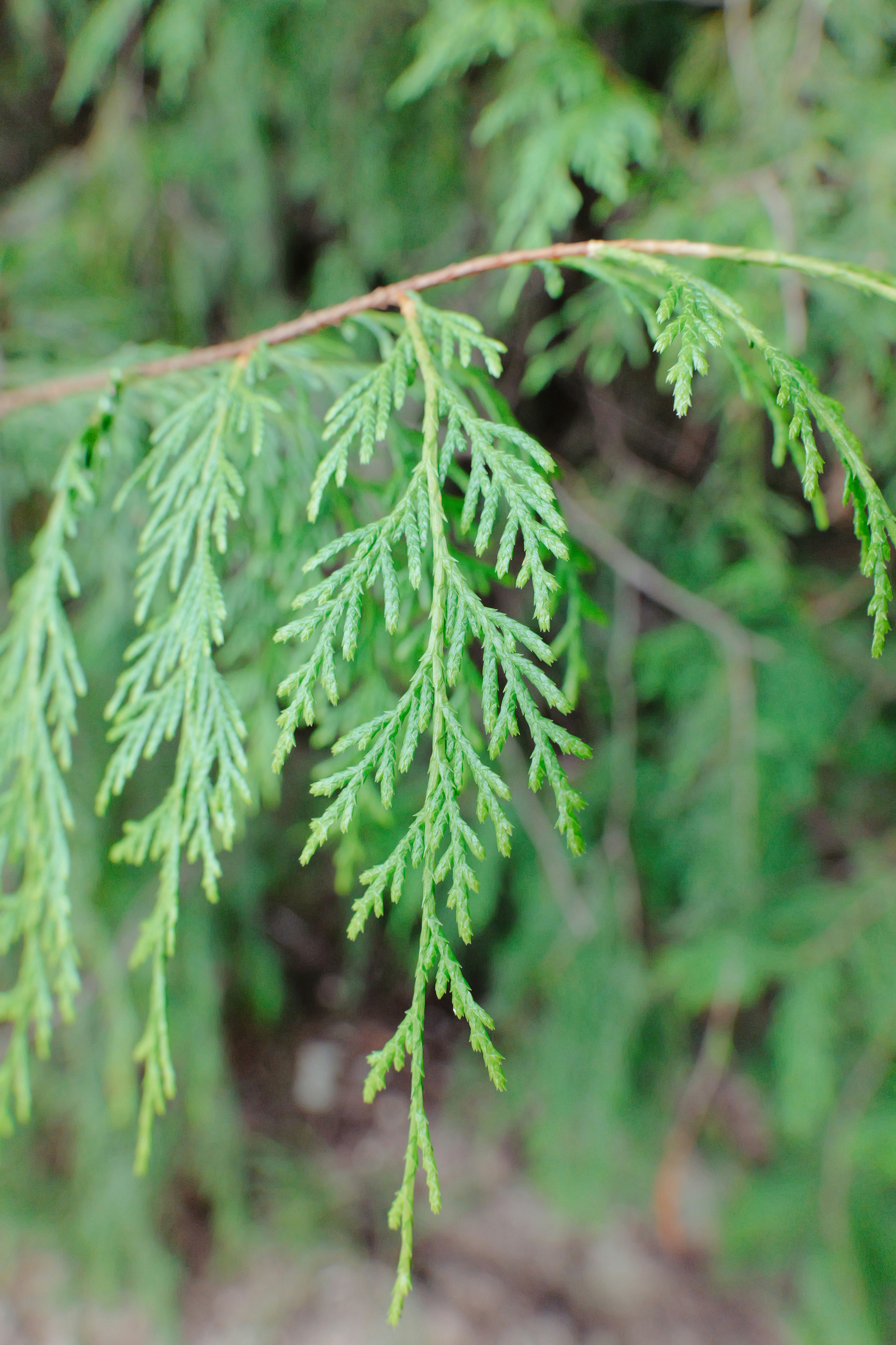 Verdant Fronds in Soft Focus