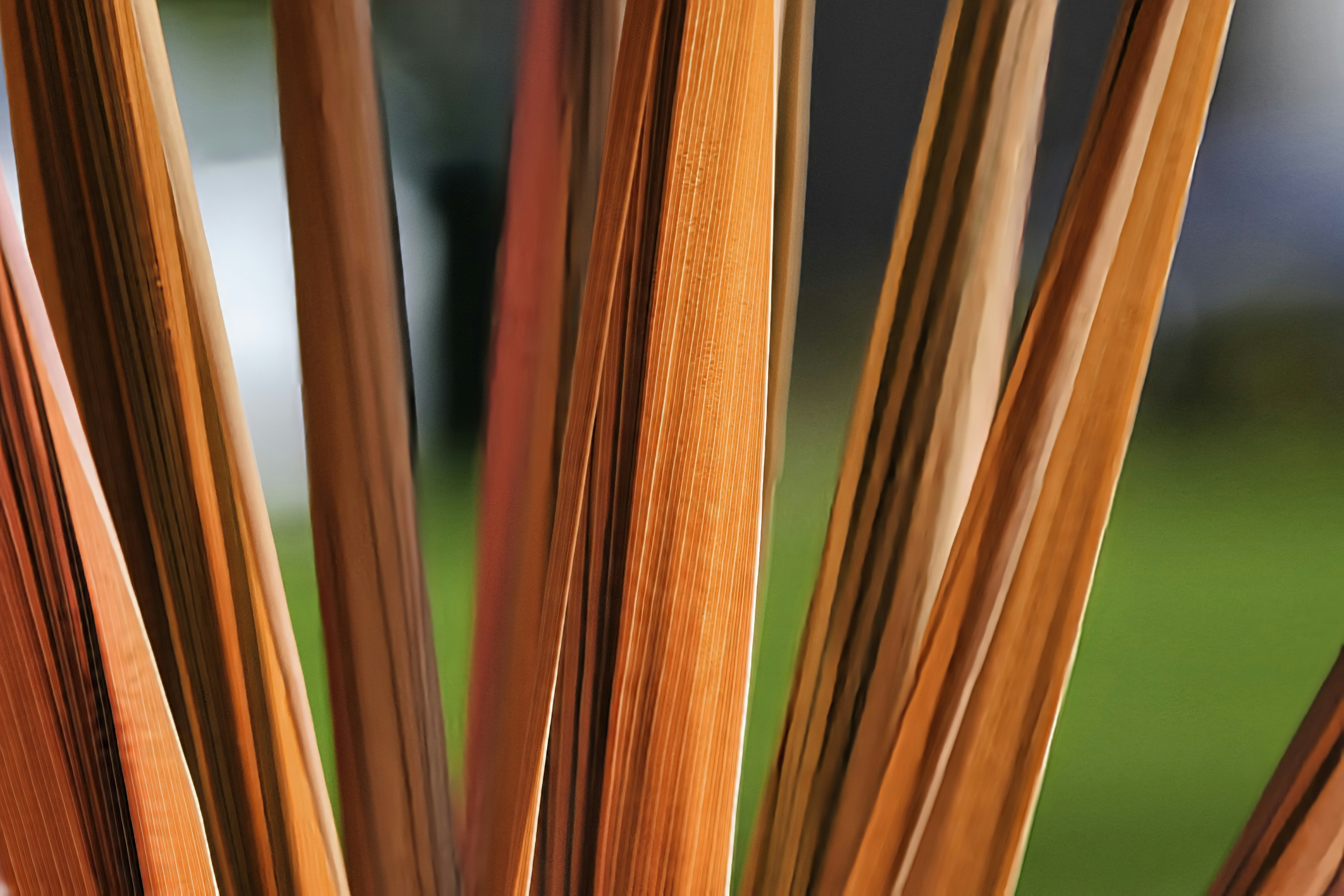 Crimson Reeds: A Vertical Dance of Fronds in Sunlit Glass