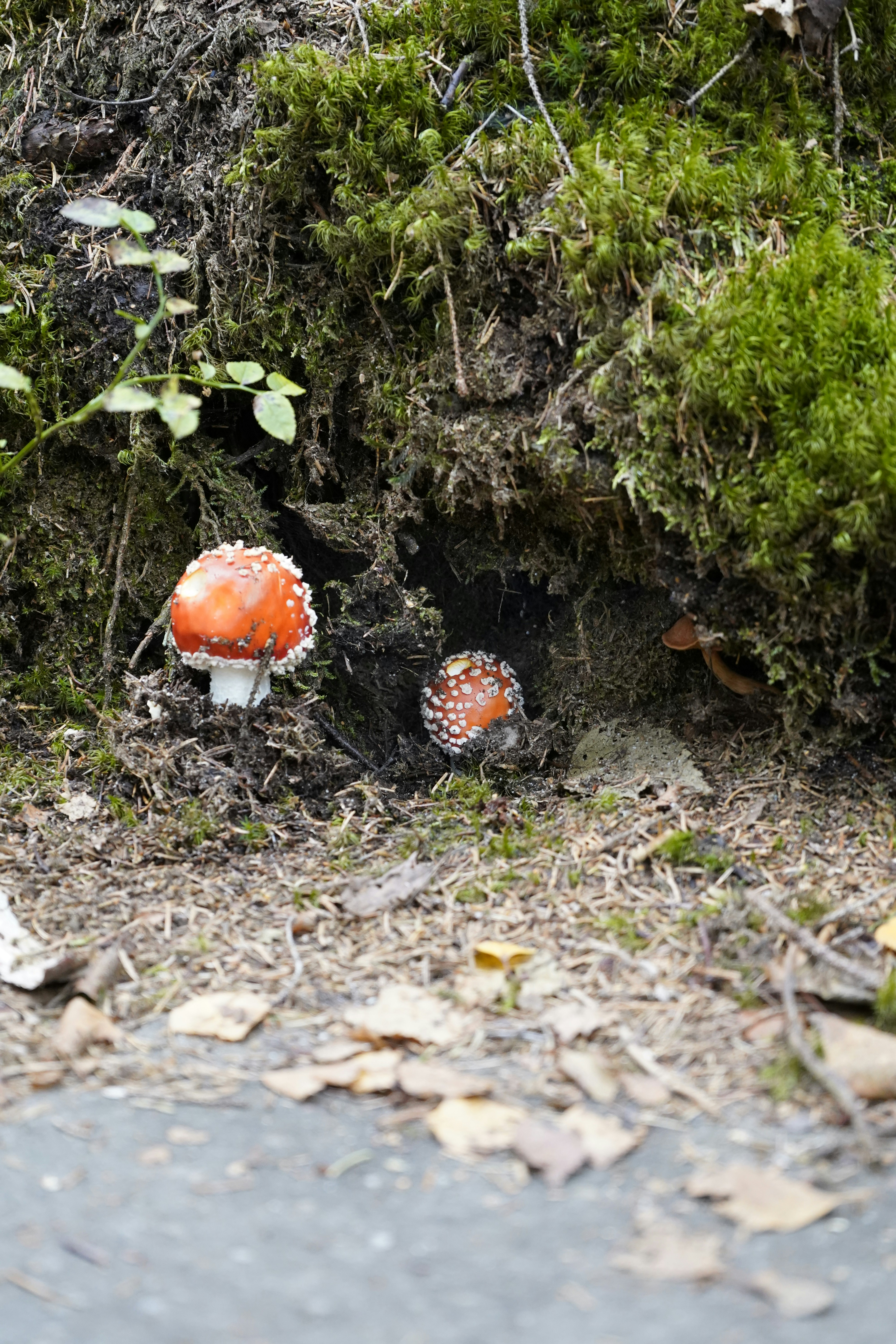Toadstools in Mossy Underworld