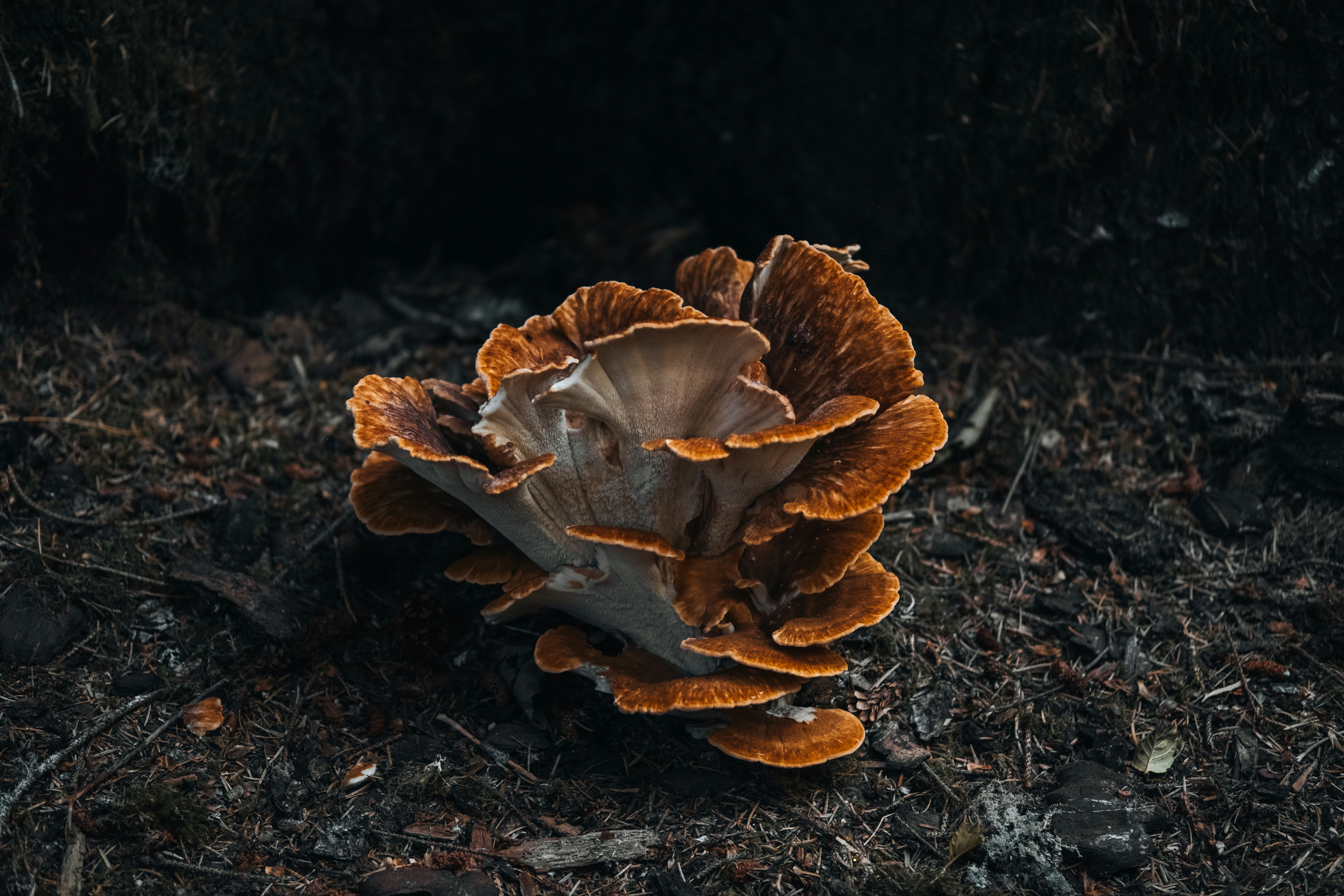 Autumn Fungus Crown Beneath a Shadowed Forest Edge