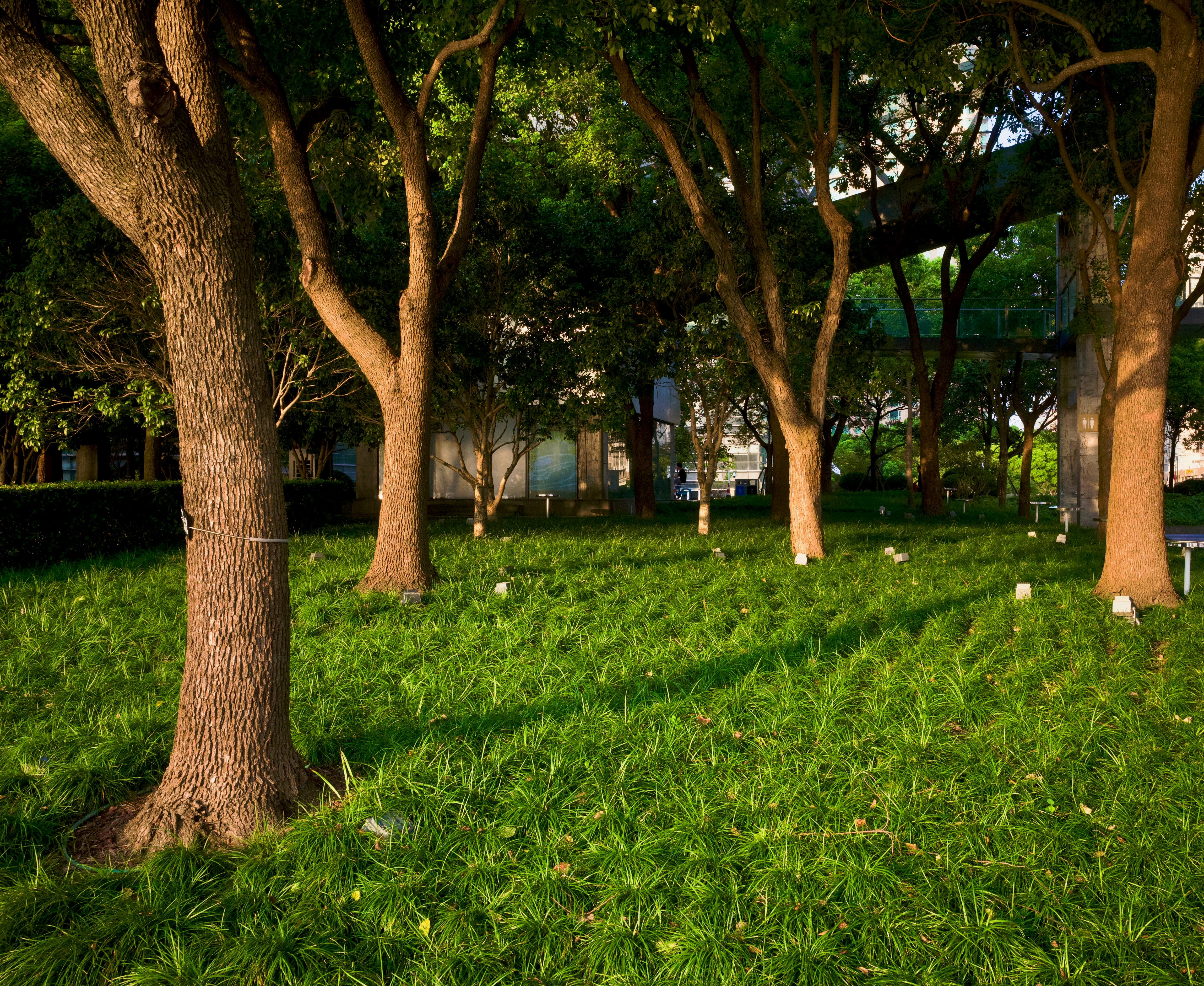 Sun-dappled grove with mature trees casting long shadows over a lush green groundcover; distant building hints at a campus park setting. A calm, natural landscape scene.