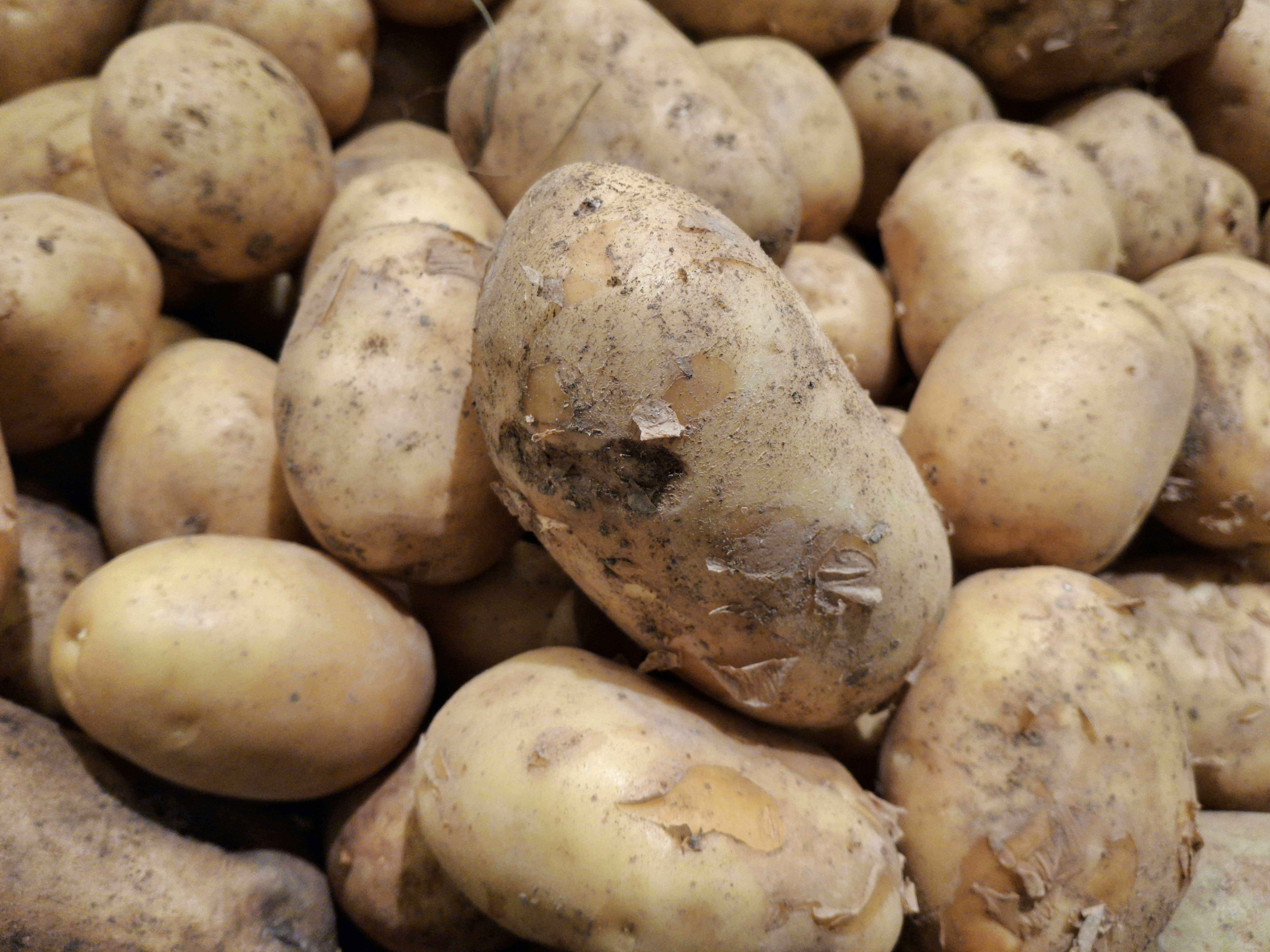 Pile of sunlit potatoes with earthy dust and torn skins