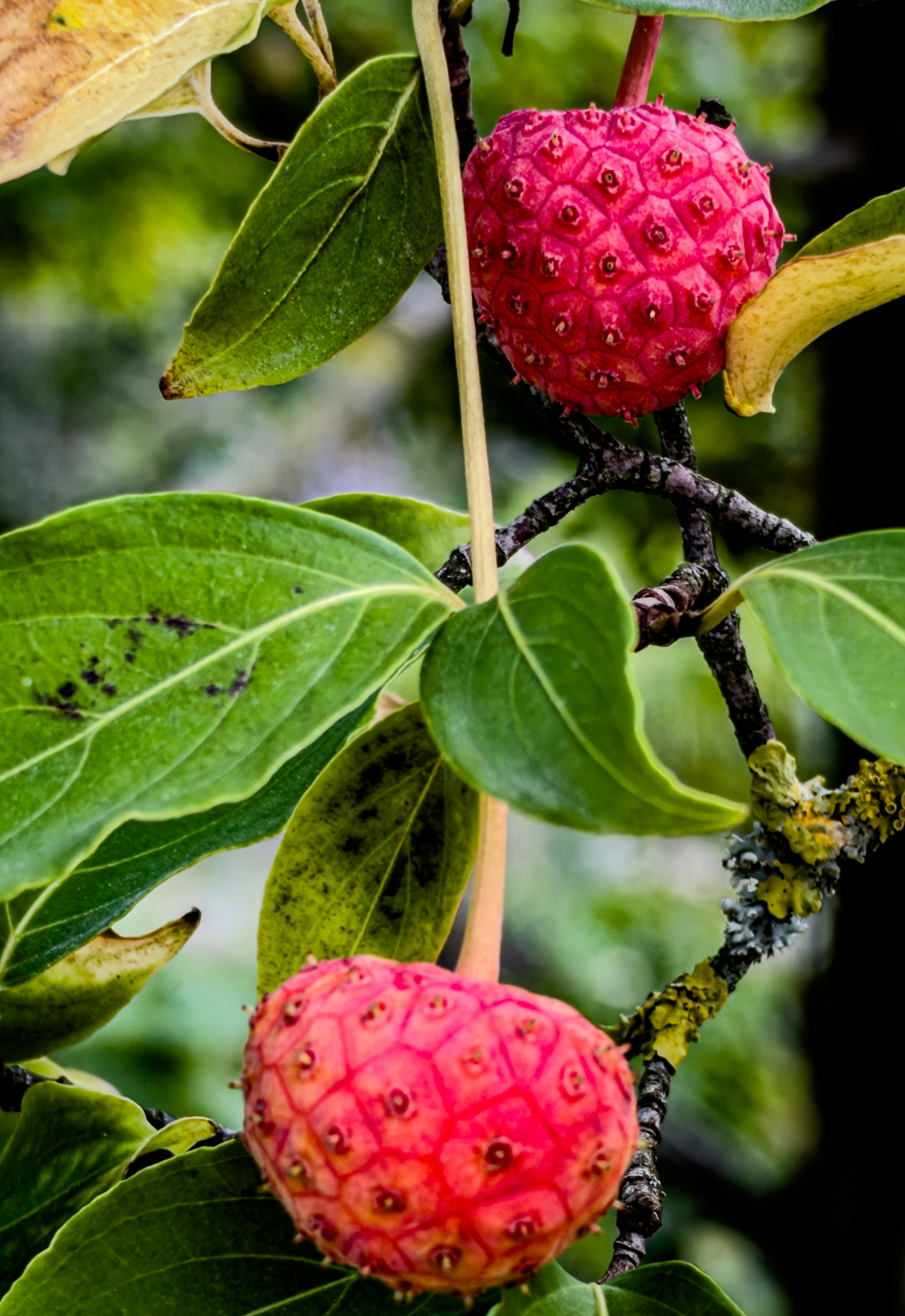 Two textured red kousa dogwood fruits hanging from a branch with green leaves