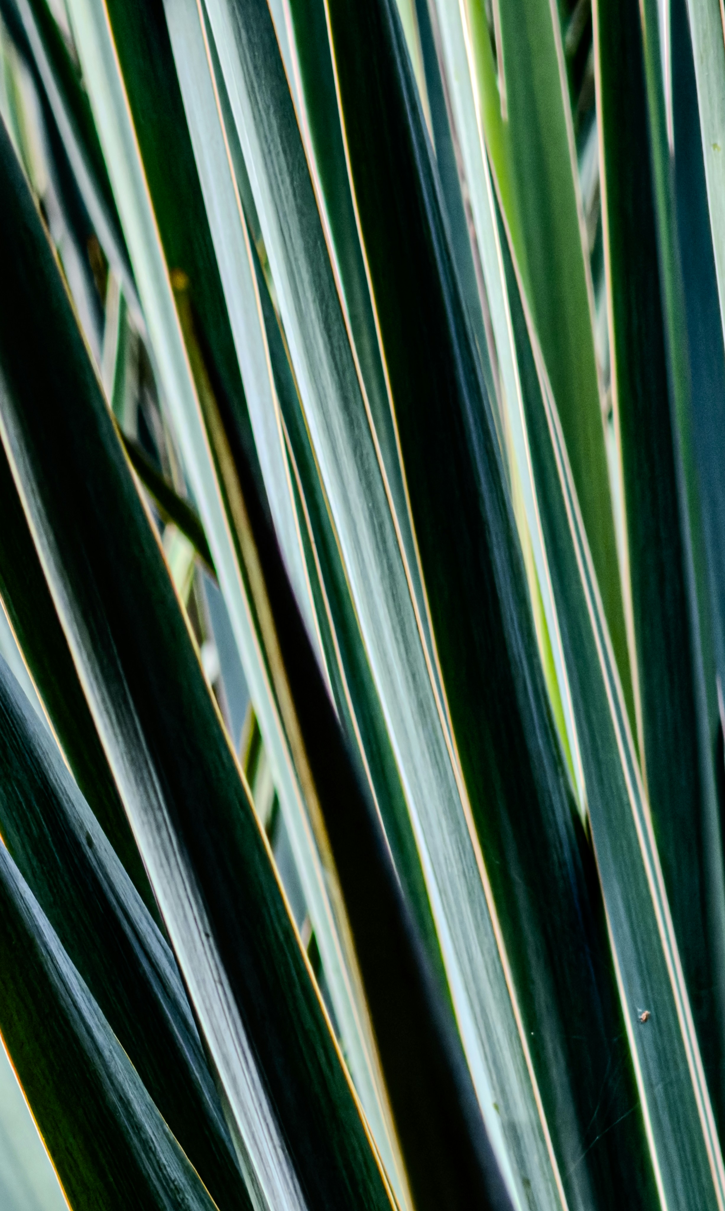 Verve of Green Striations: A Close-Up of Sunlit Foliage Lines