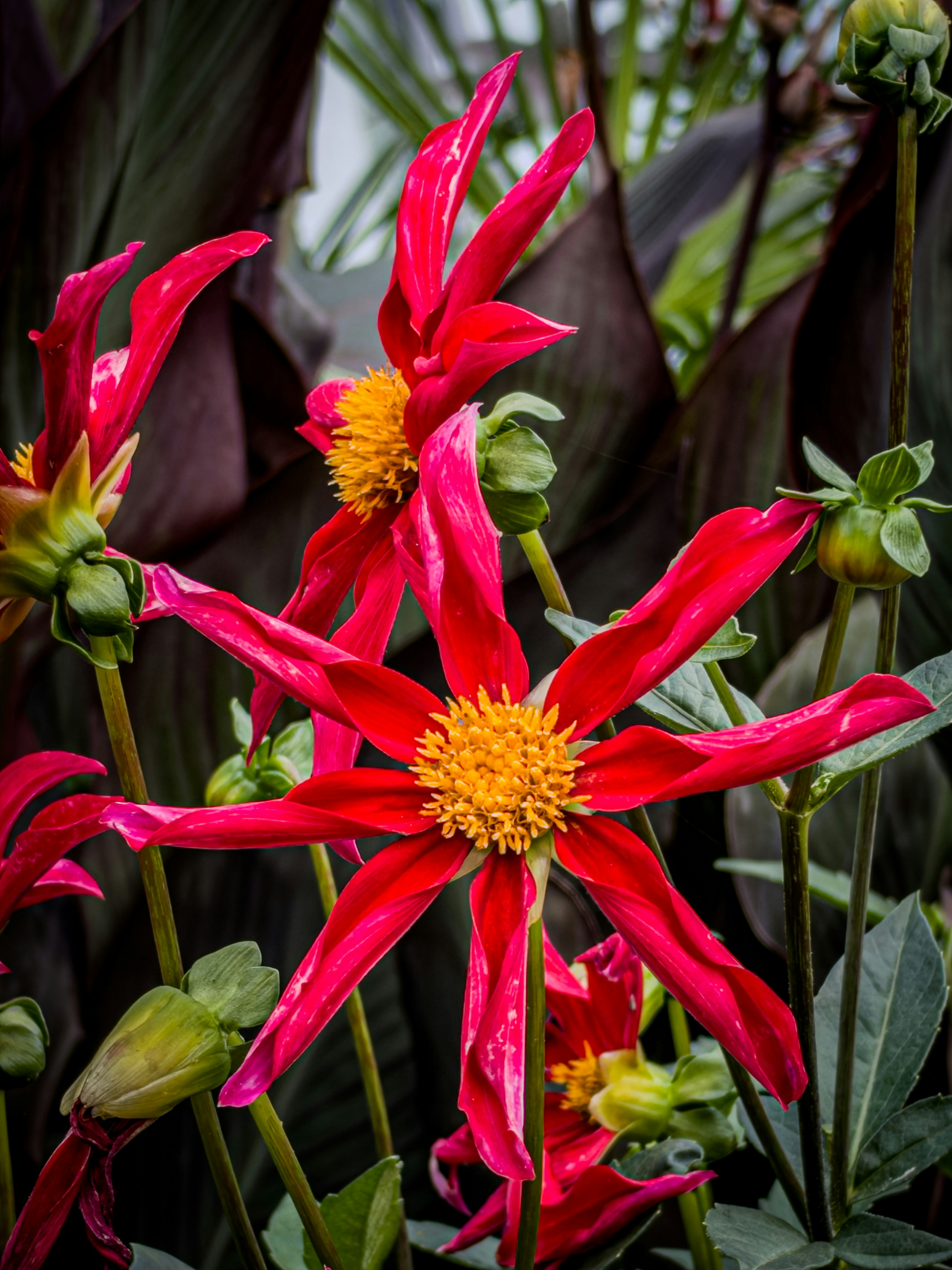 Crimson Starbursts: A Cluster of Red Gazania-like Blooms with Golden Centers