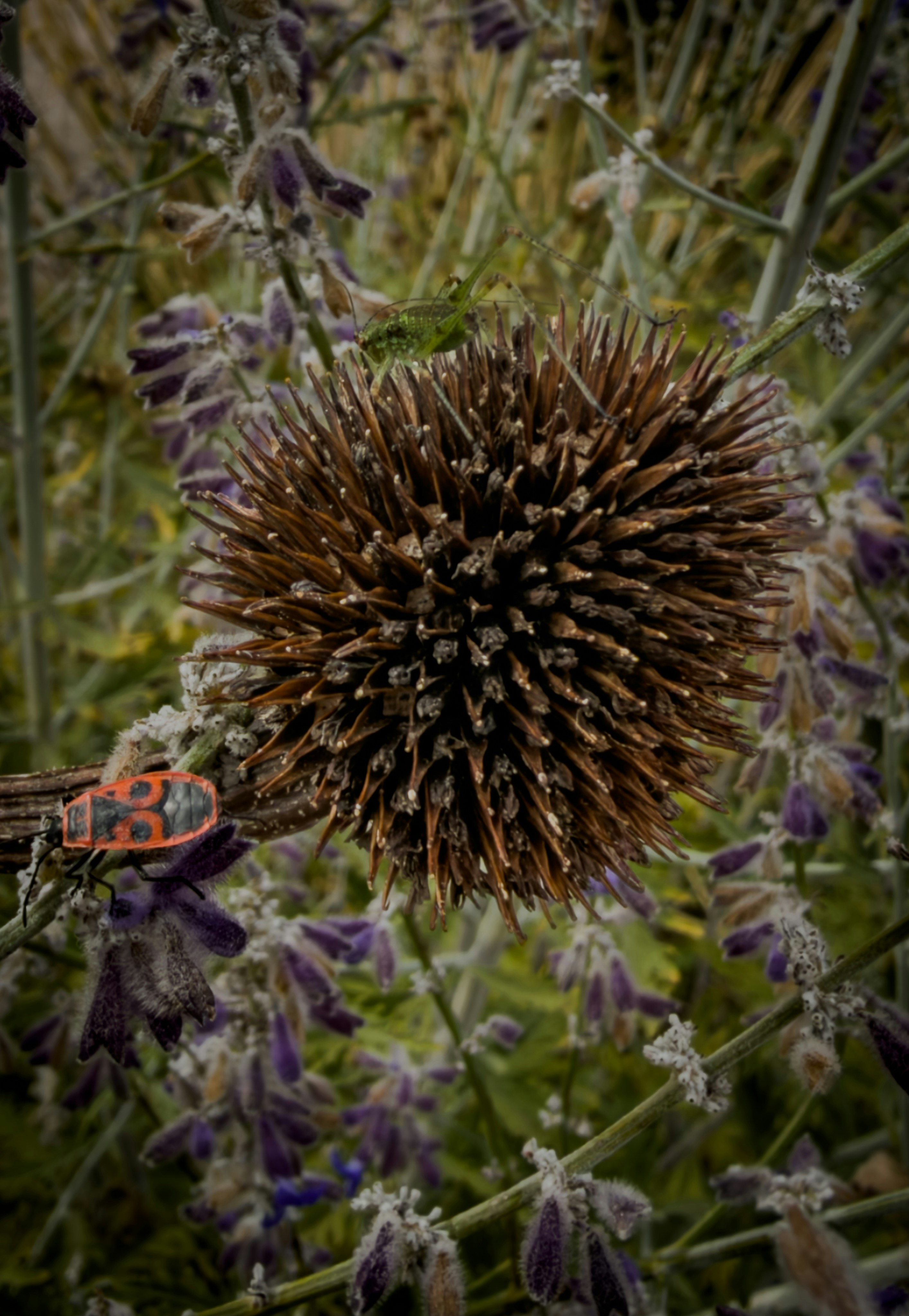 A firebug and a green grasshopper on a dried thistle head among lavender