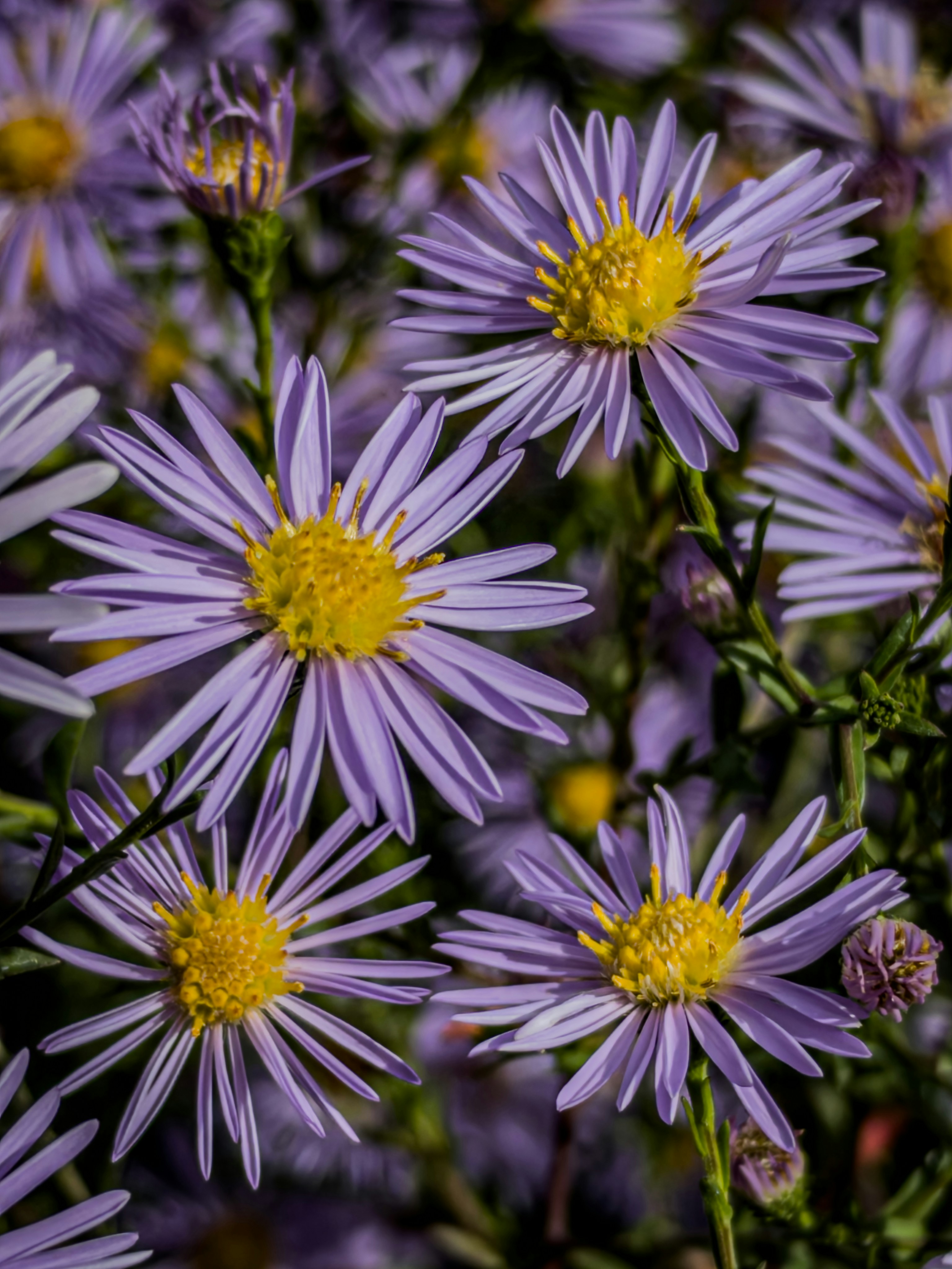 Purple daisies in a sunlit meadow: a cluster of lavender blooms with yellow centers