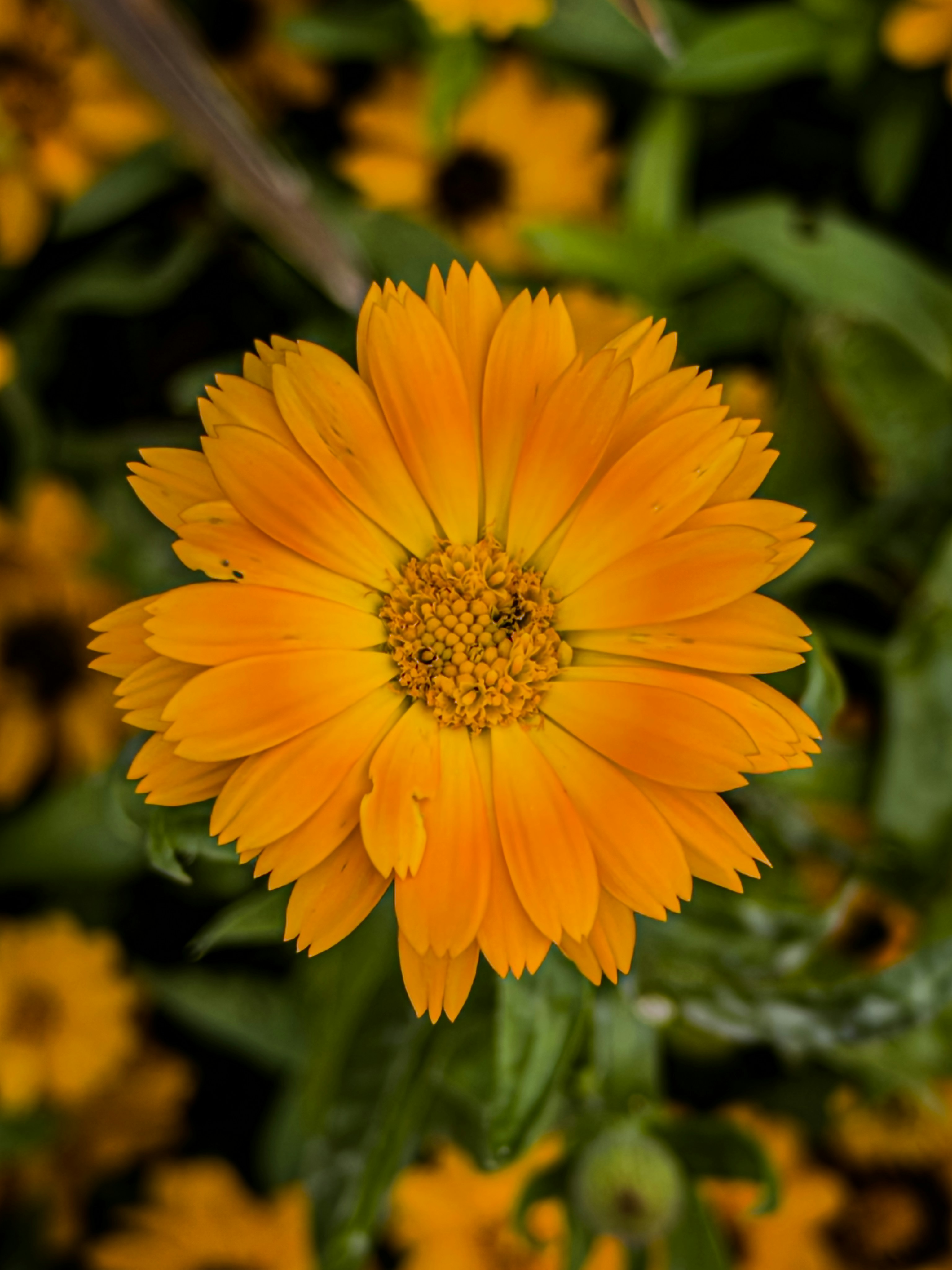 Golden Blossom: A Close-Up of Summer’s Centerpiece