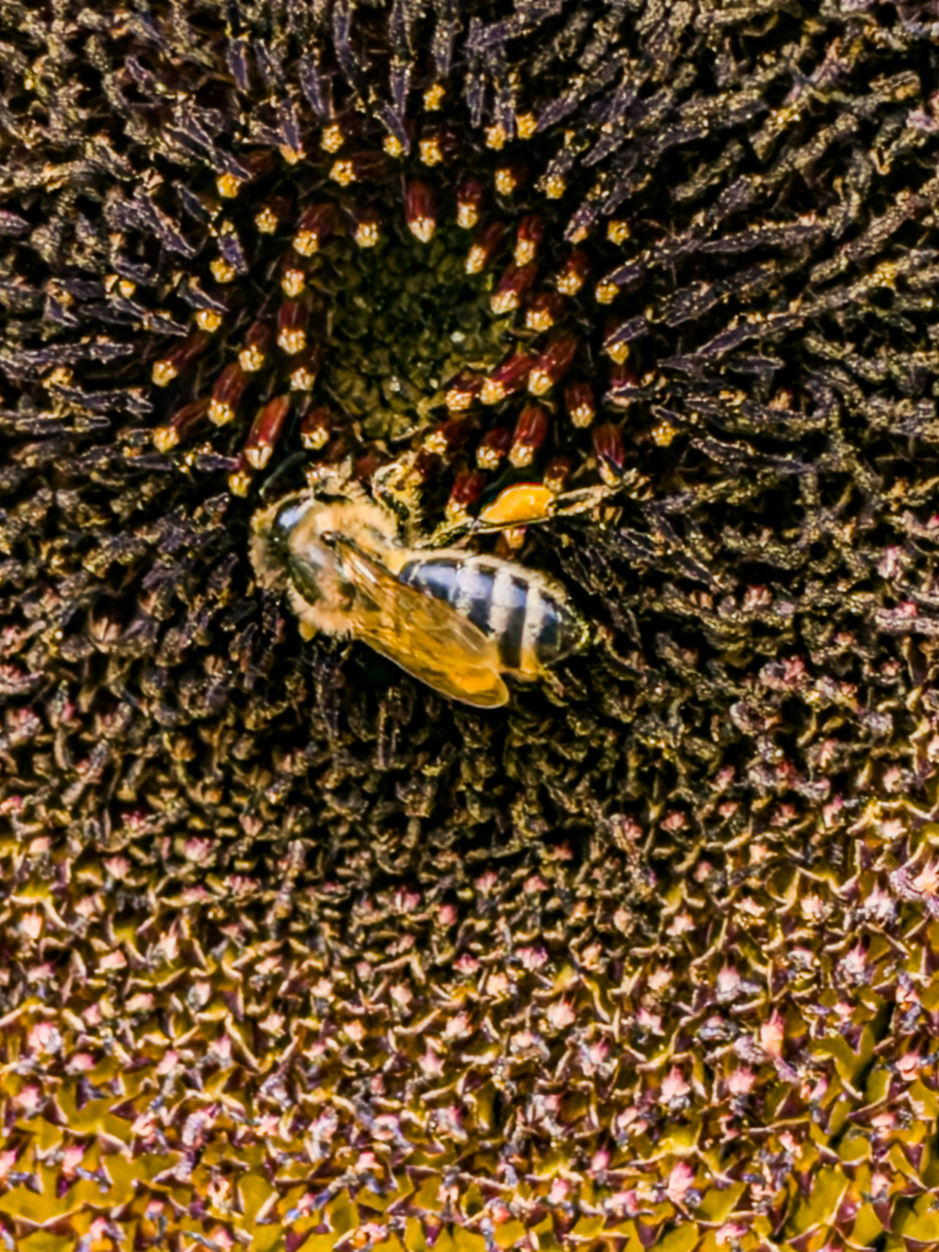 Bee at the Center: Portrait in a Sunflower Cell