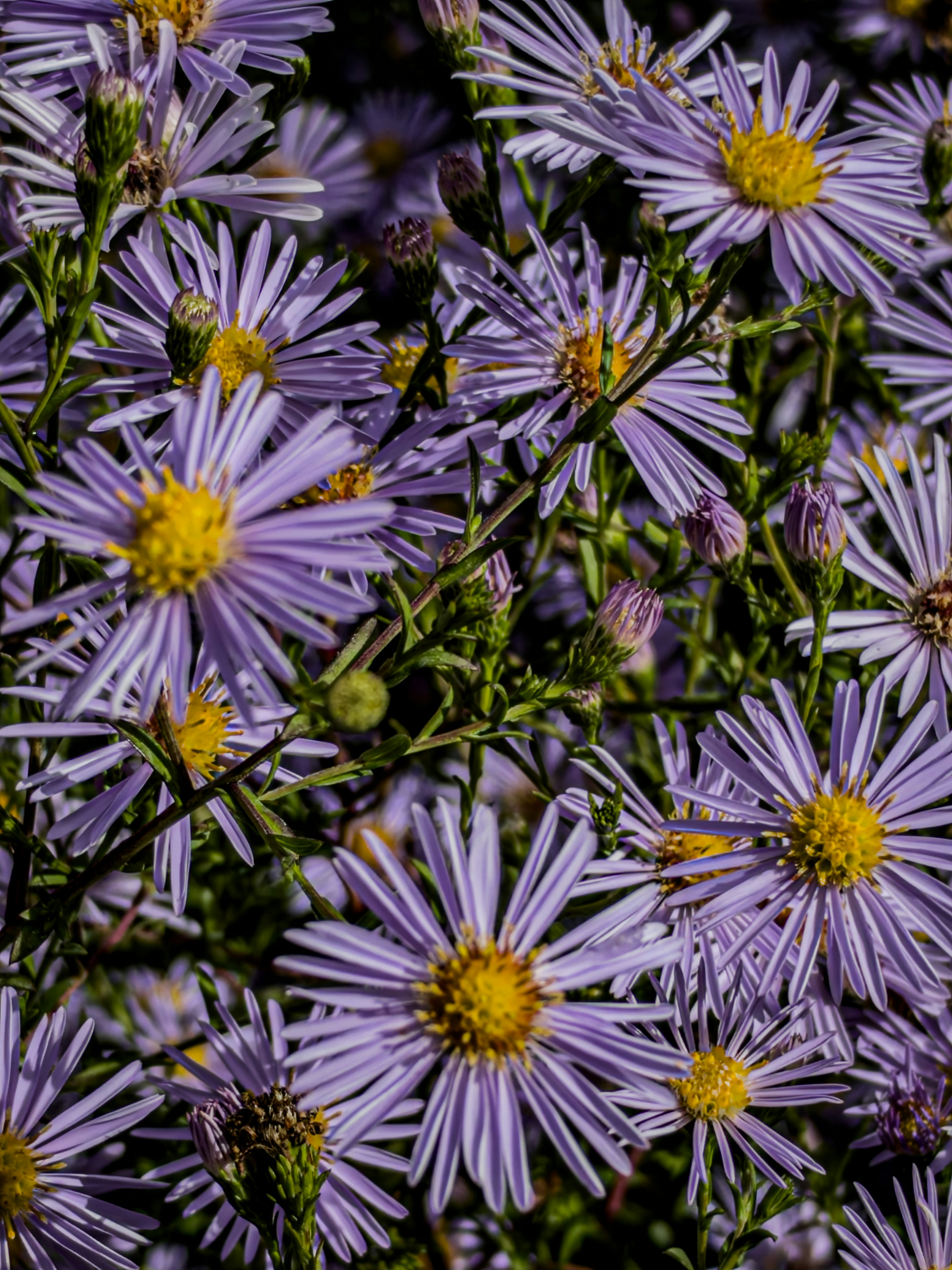Purple Asters in Sunlit Bed surge of slender petals and sunny centers