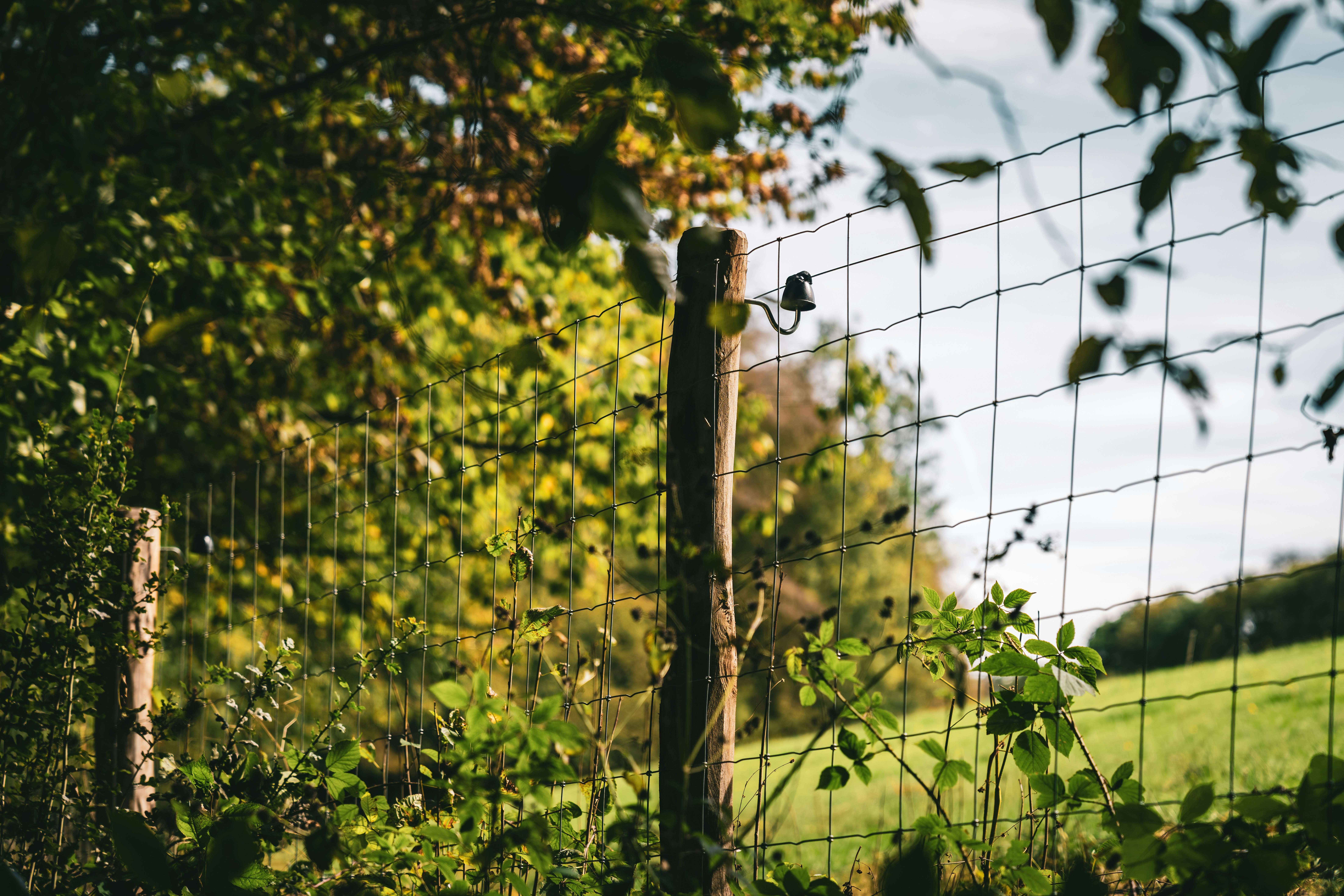 Sunlit Vineyard Fence: Greenery Framed by Wire Mesh