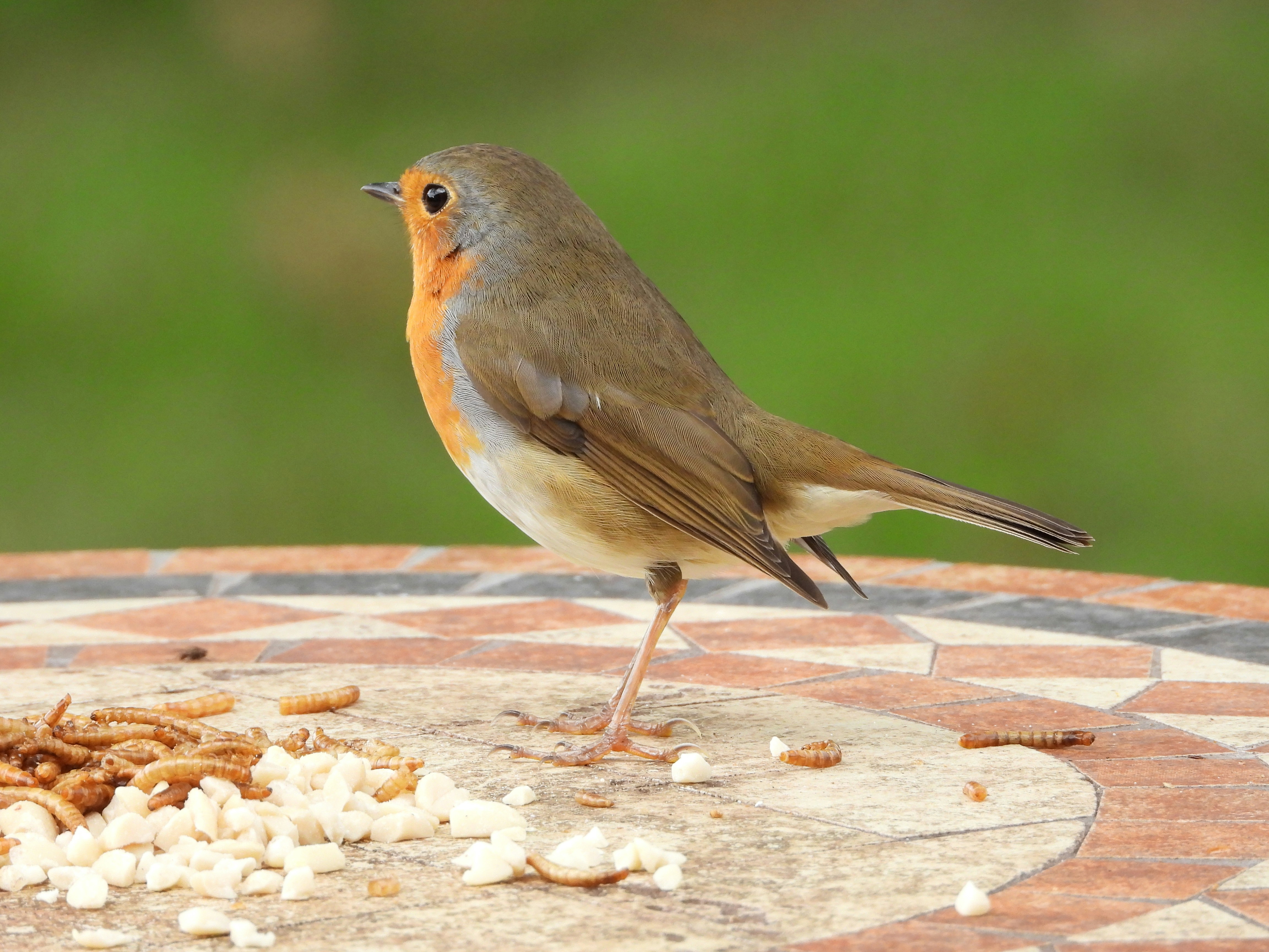Robin on a Pedestal: A Tiny Bright Thing Among Cracked Tiles