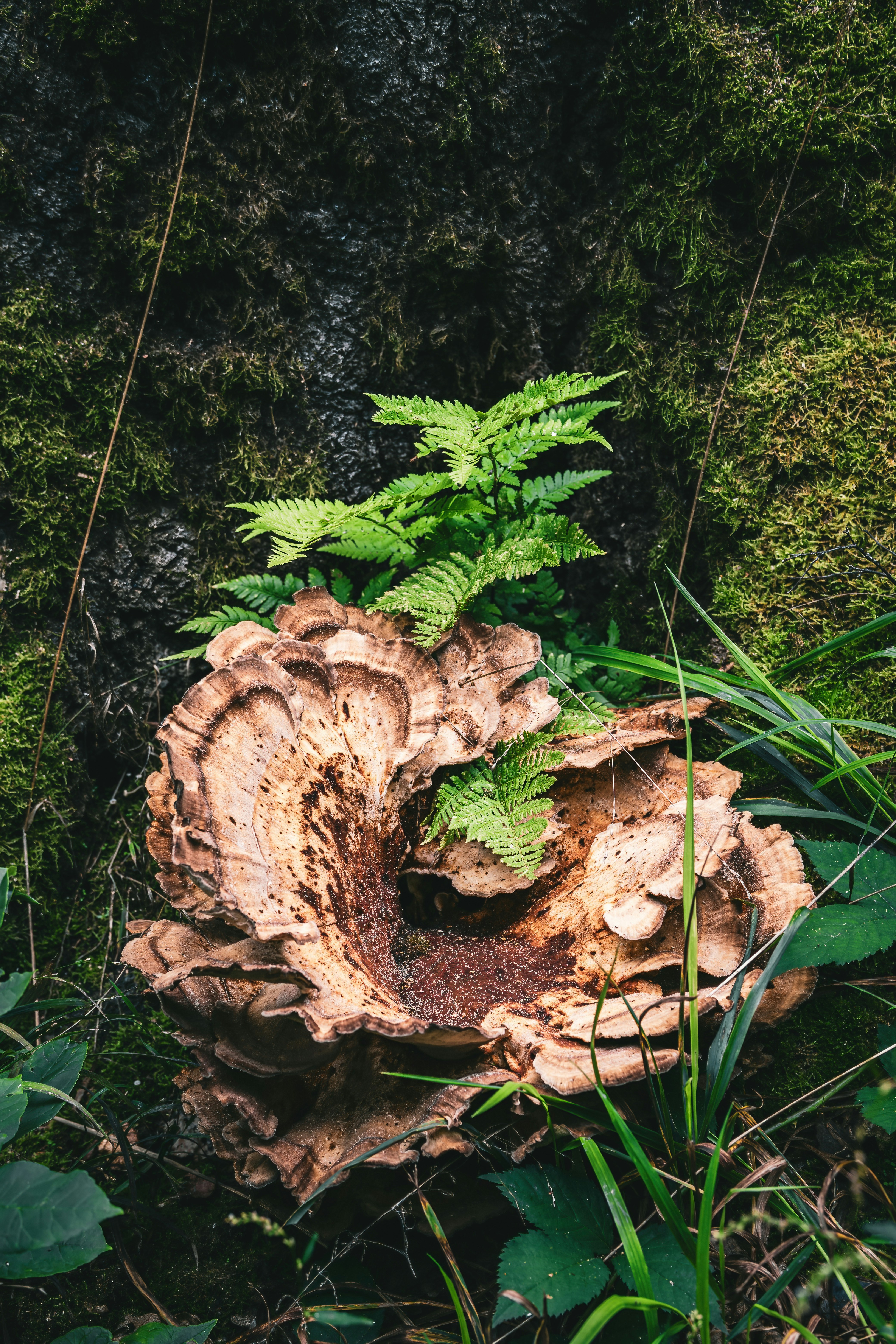 A Forest Crest: Ferns Enfold a Weathered Bracket Fungus