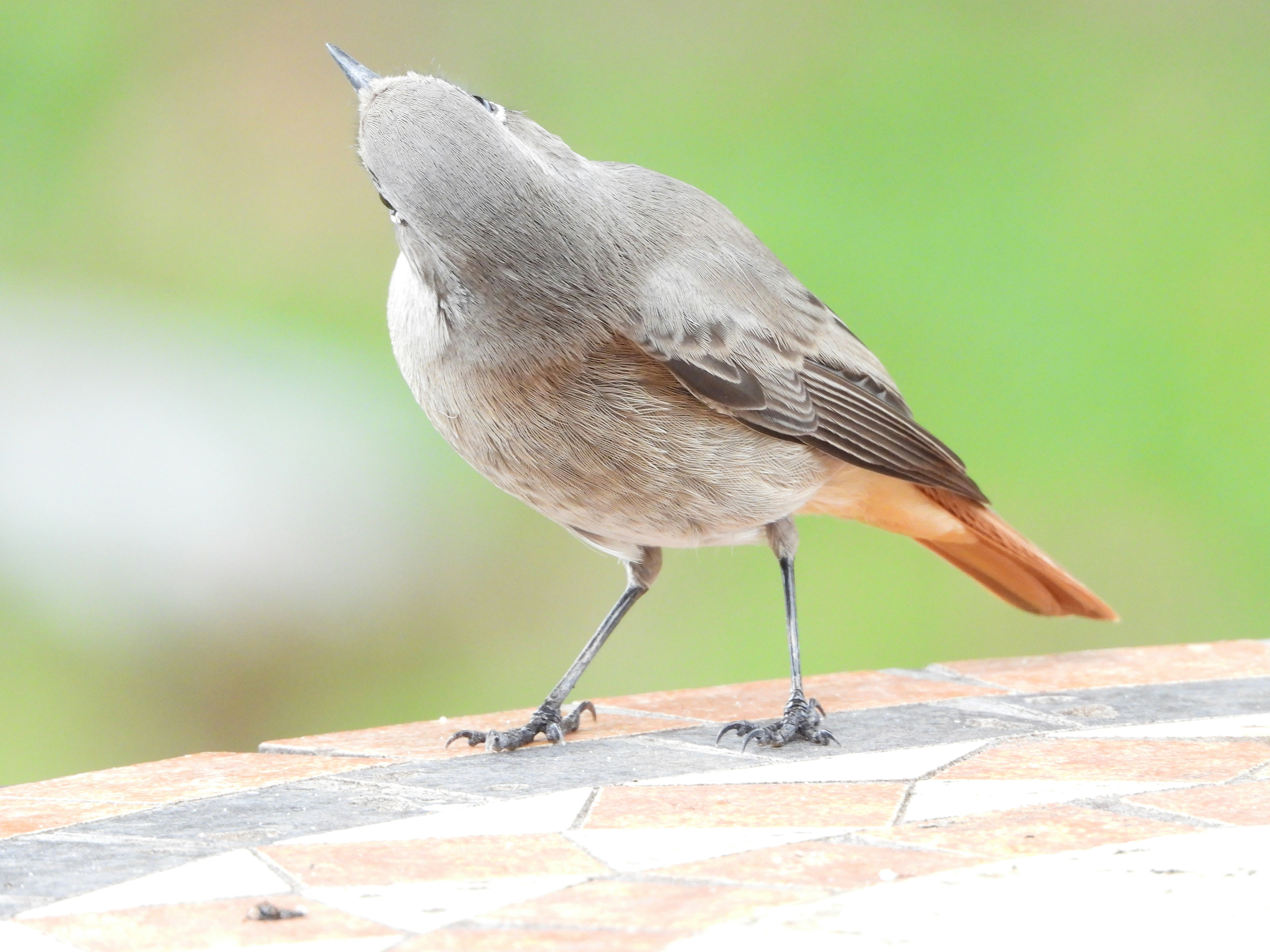 Photo by Abdul Rehman Khalid in our garden in Germany.