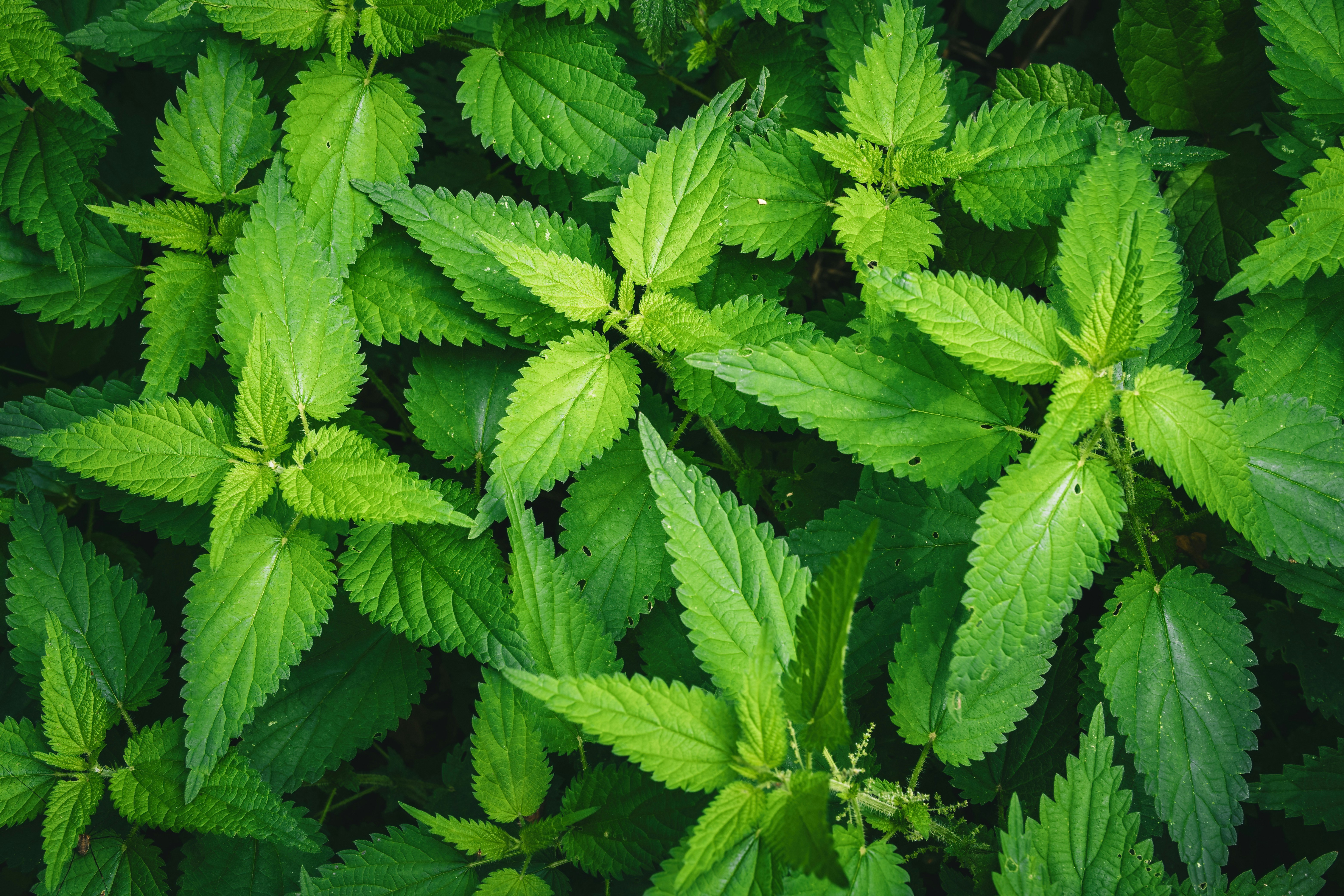 Vivid Mint-green Mosaic: Close-up of Serrated Leaves