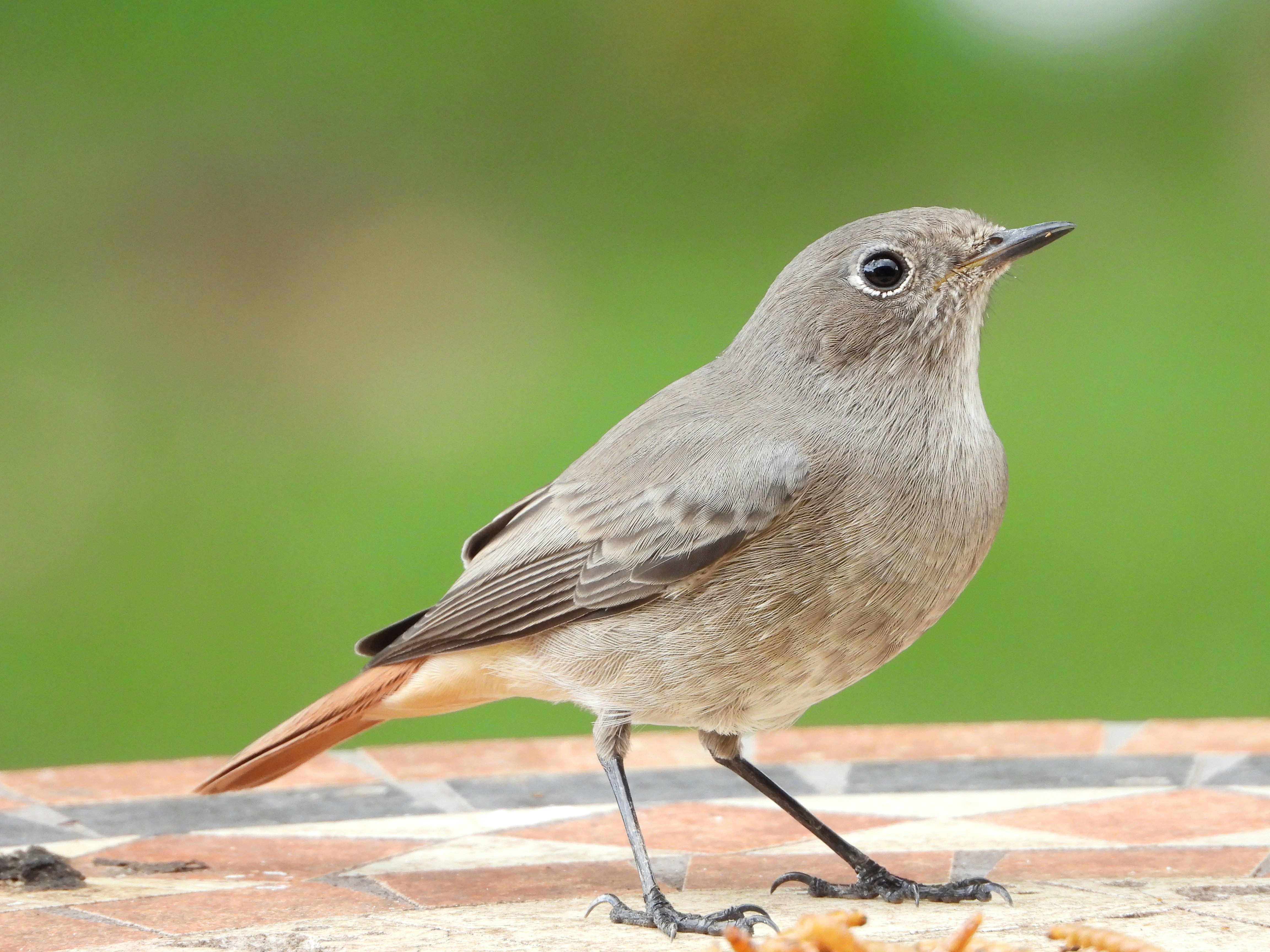 Low-Ceiling Beak: A Placid Songbird on a Painted Edge