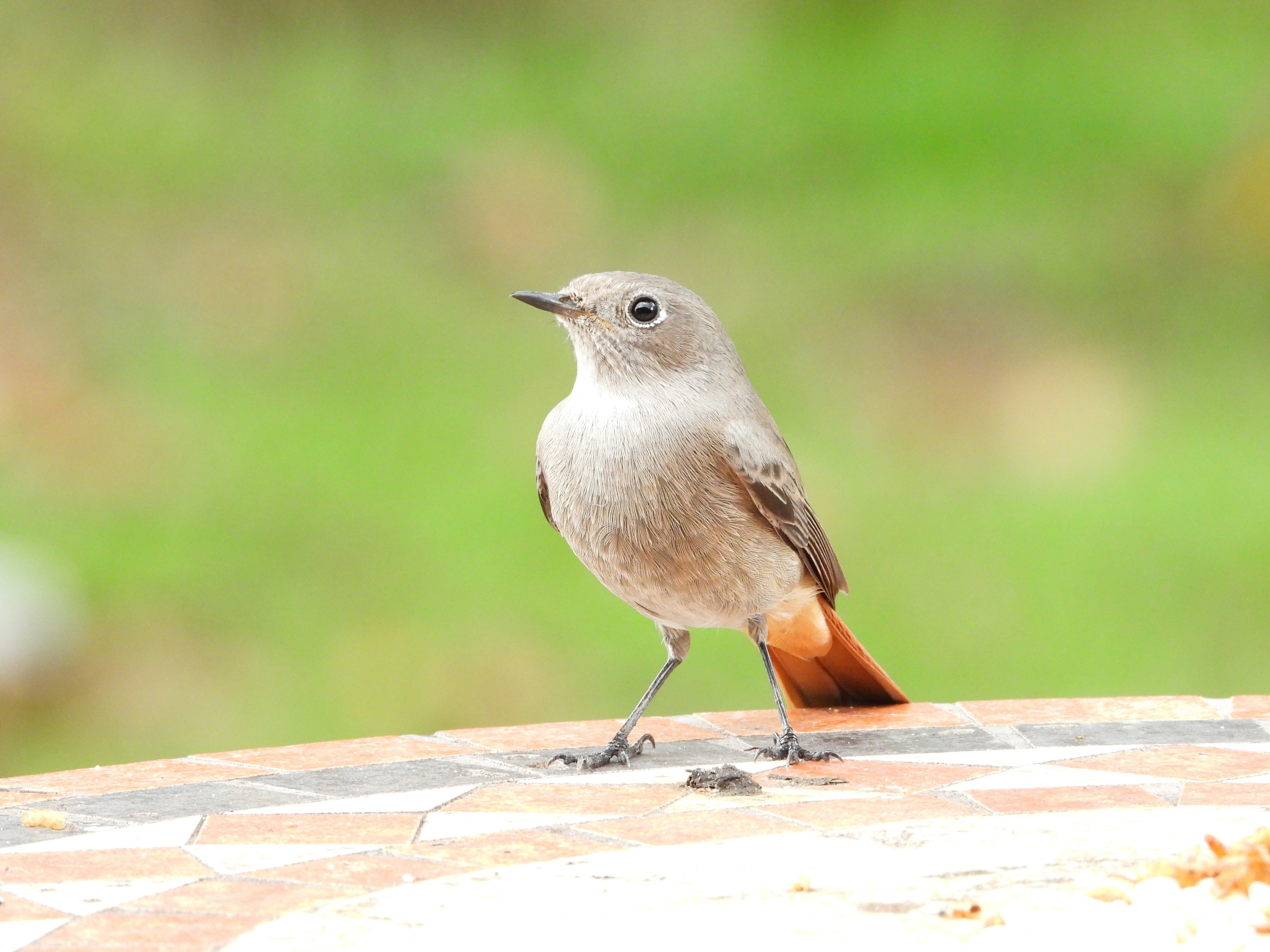 Curious Warbler on a Terracotta Balcony