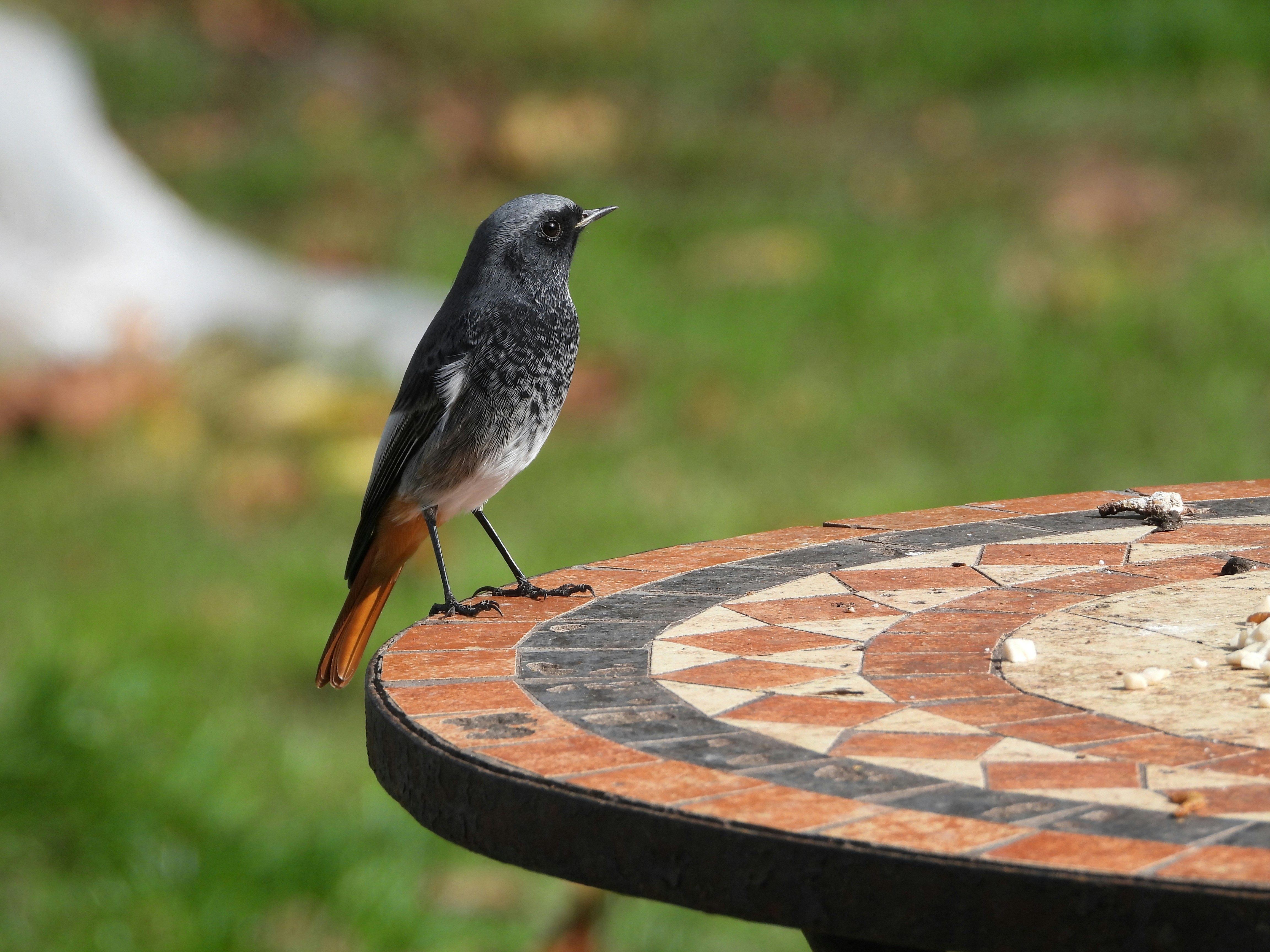 Tiny Thrush on a Painted Edge