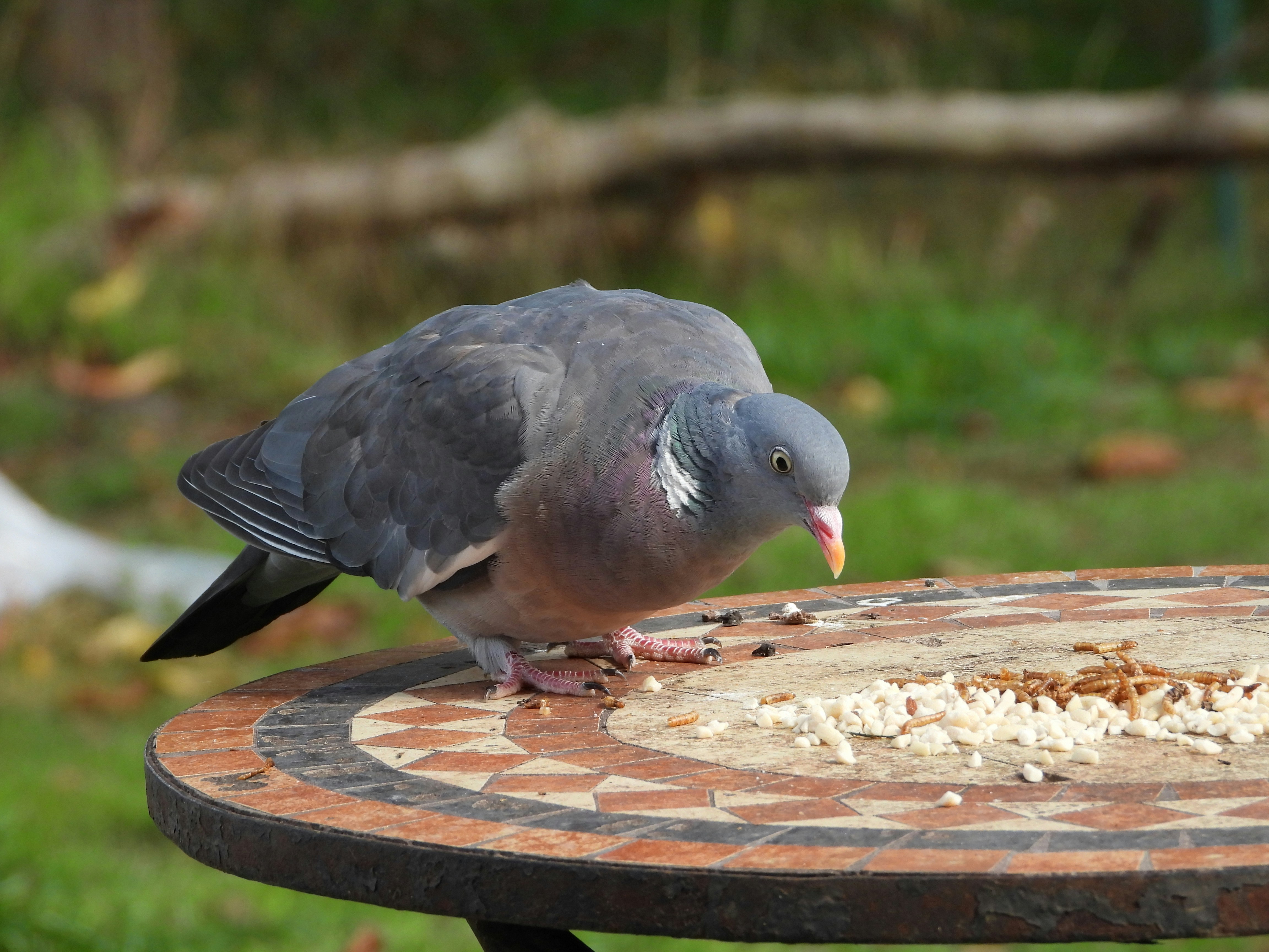 Photo by Abdul Rehman Khalid in our garden in Germany.