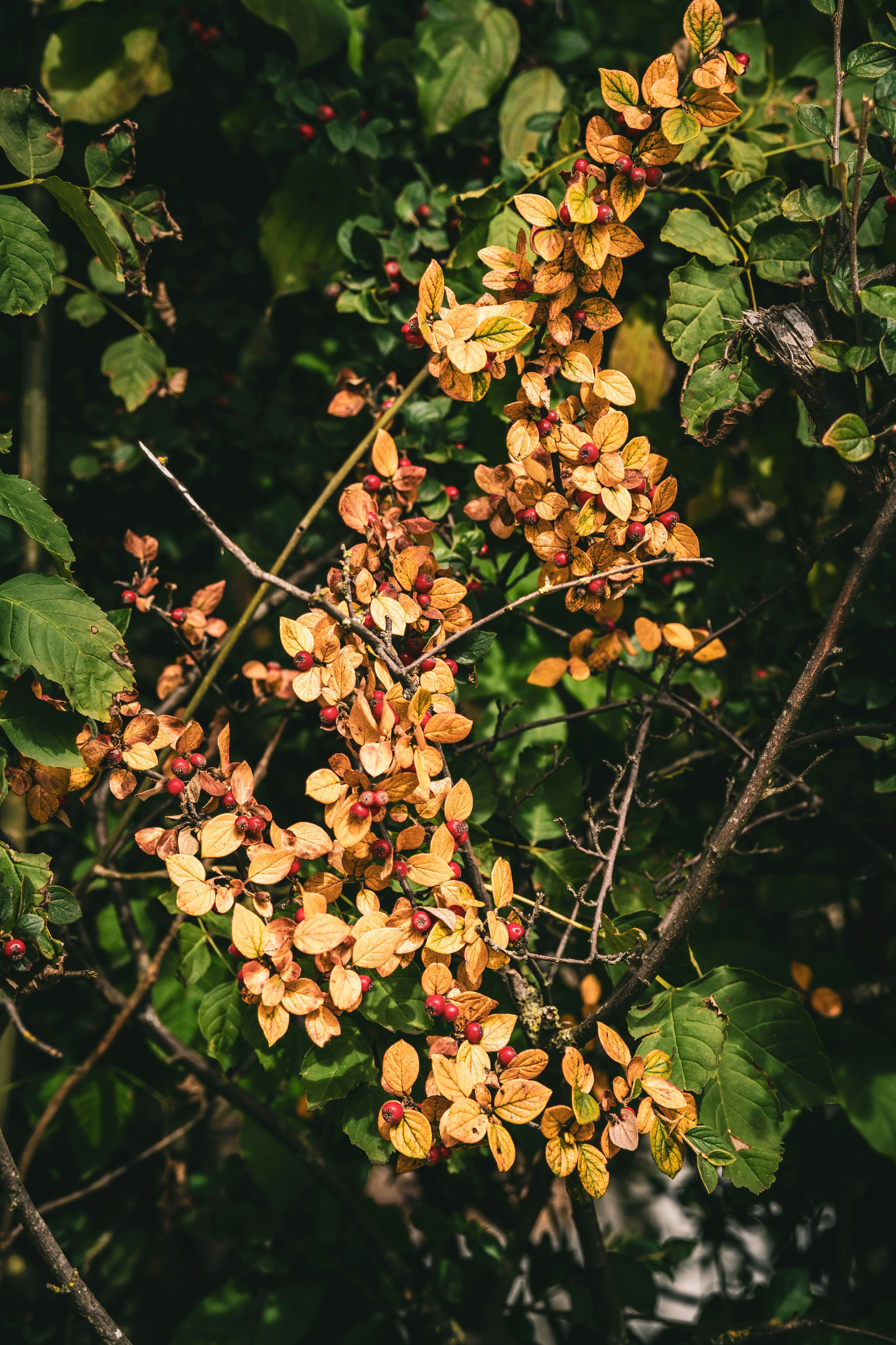 Autumnal Ferns in Bloom: A Cascade of Amber Leaves and Red Berries