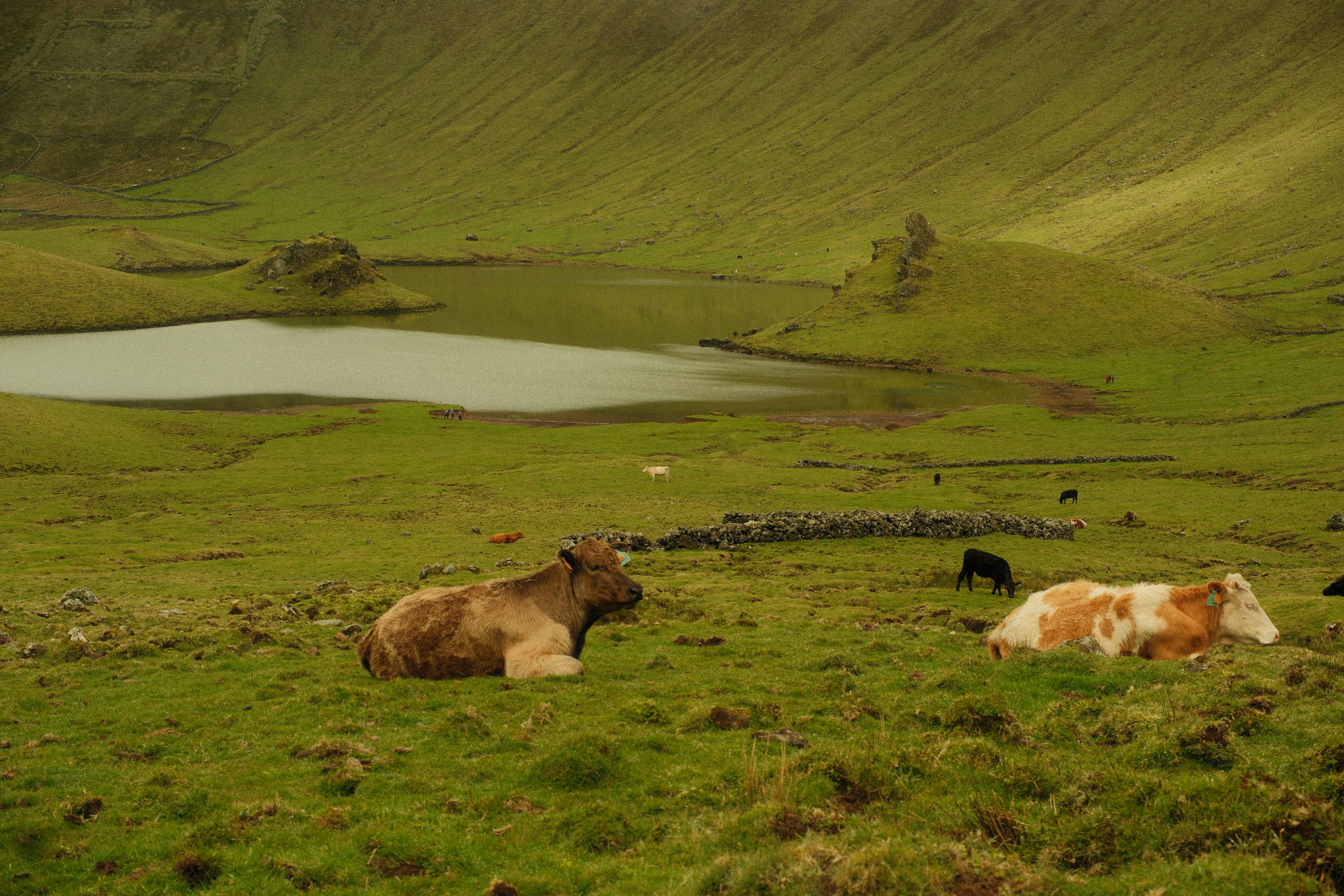 Pasture Guardians: Cows Rest by a Quiet Highland Pool