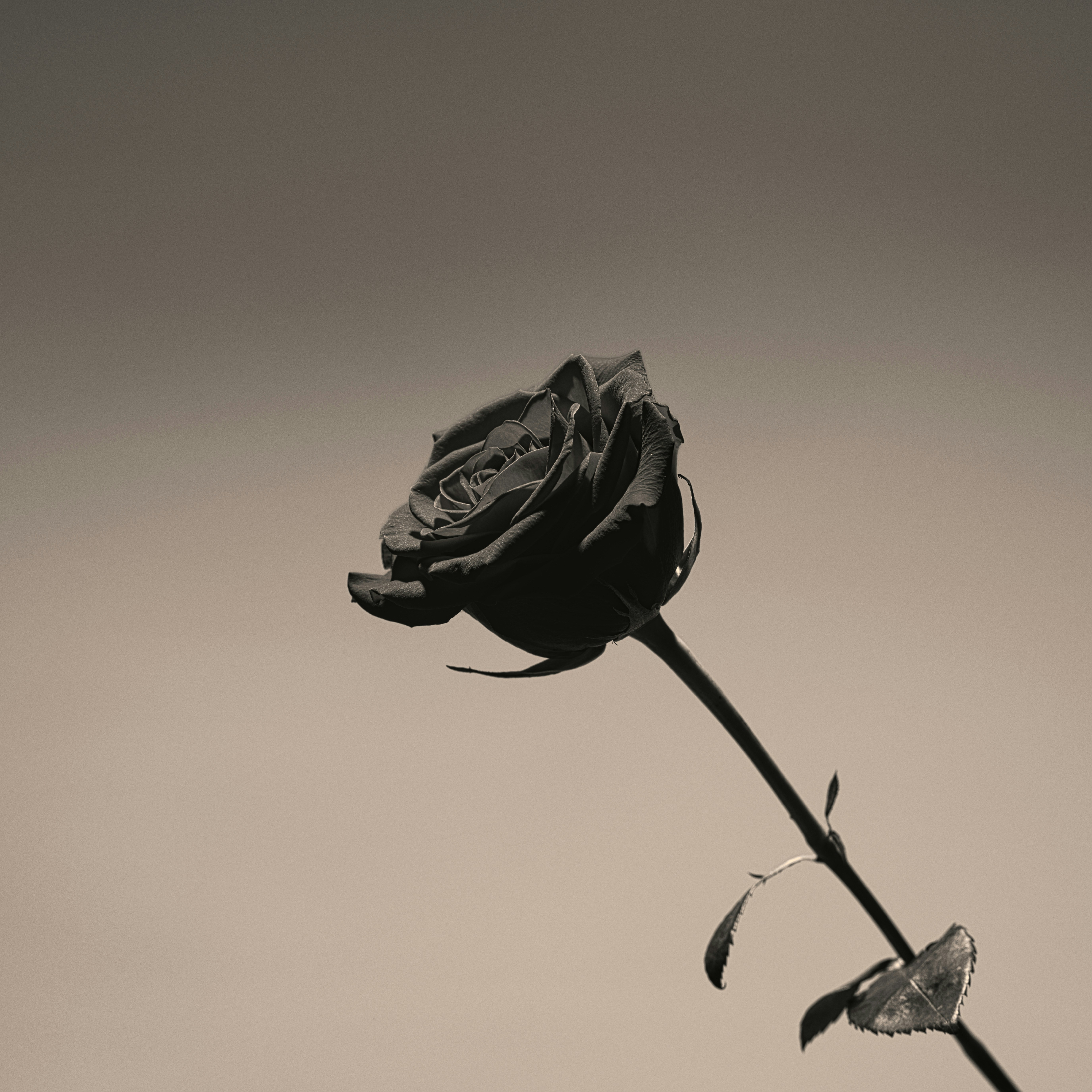 Solitary Rose in Sepia Silence