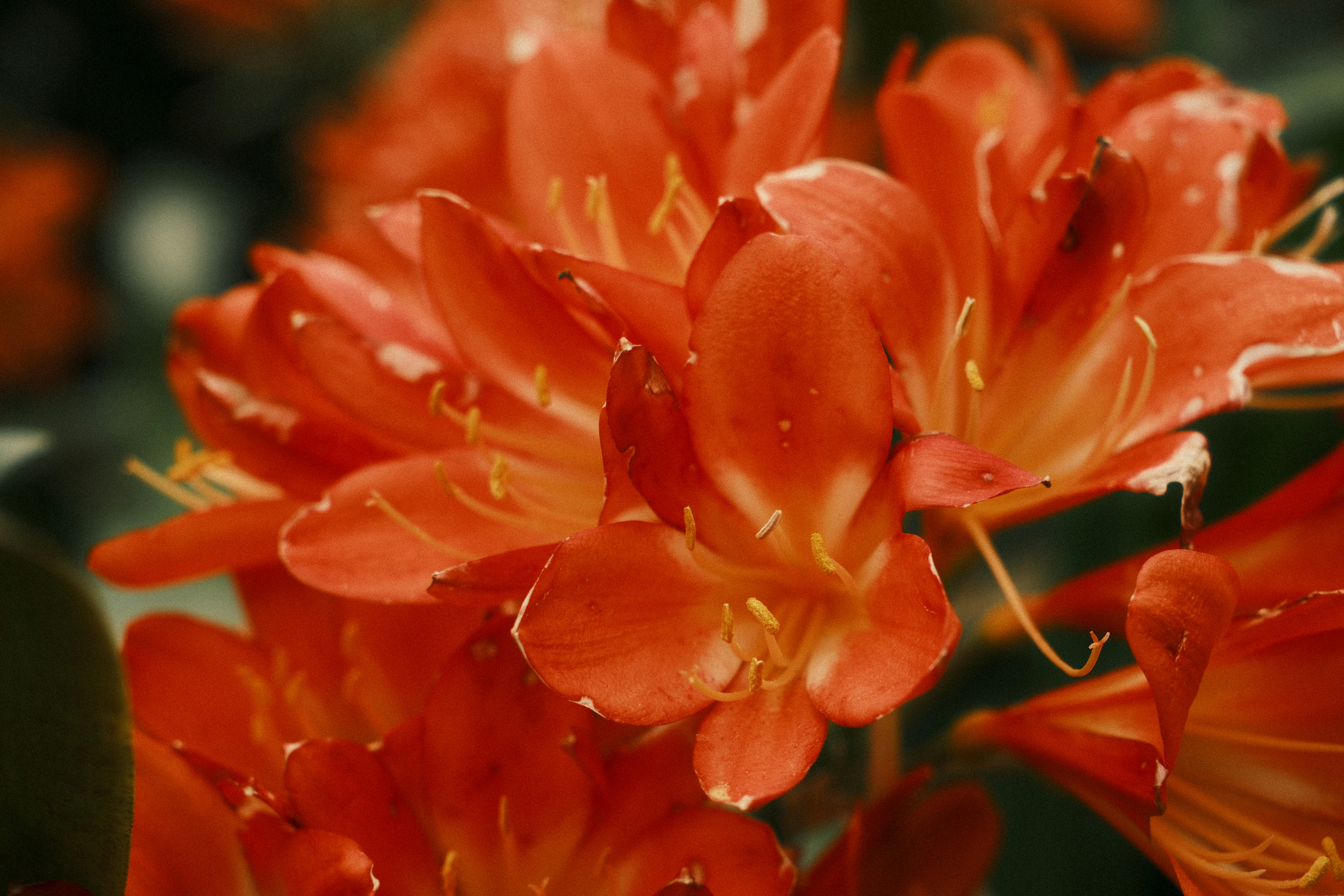 Blooming Crimson: A Close-Up Burst of Orange Peony Petals