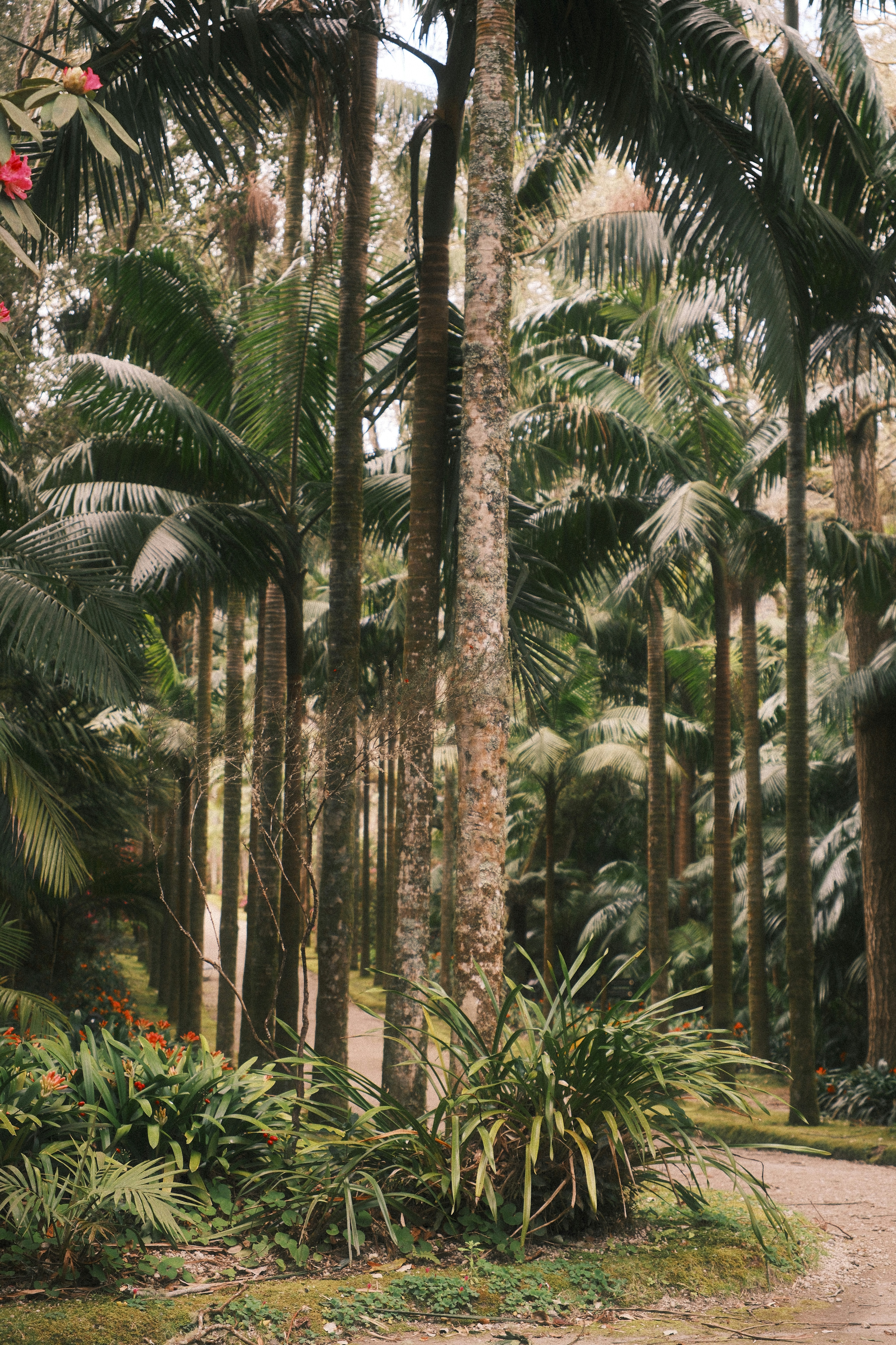 Whispering Monsoon Grove