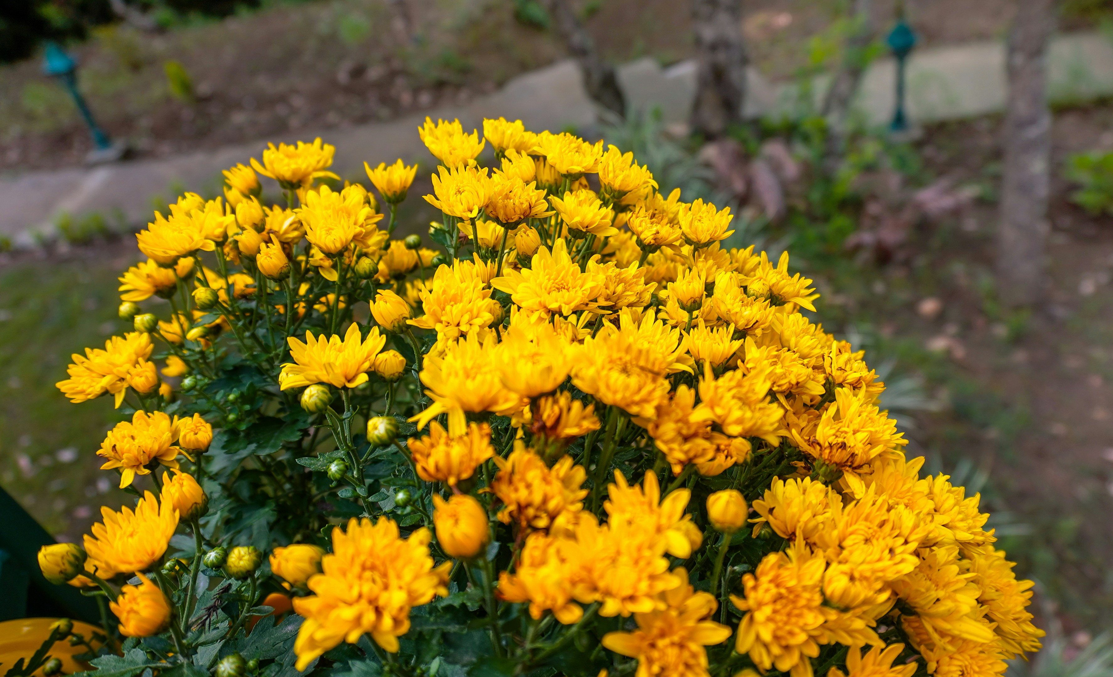 Sunlit Core: A Burst of Garden Gold