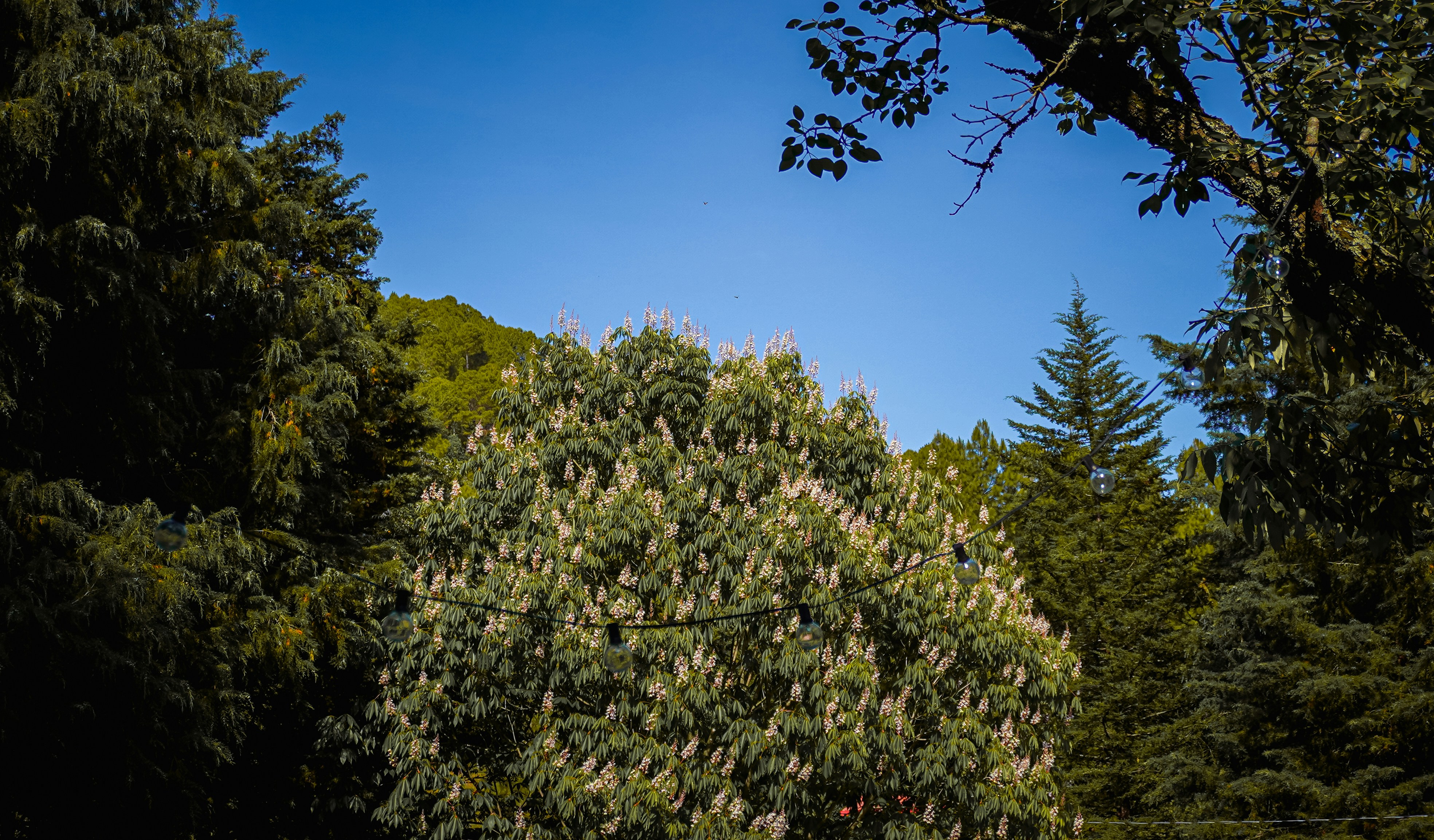 Sunlit Magnolia Canopy Against a Clear Blue Sky