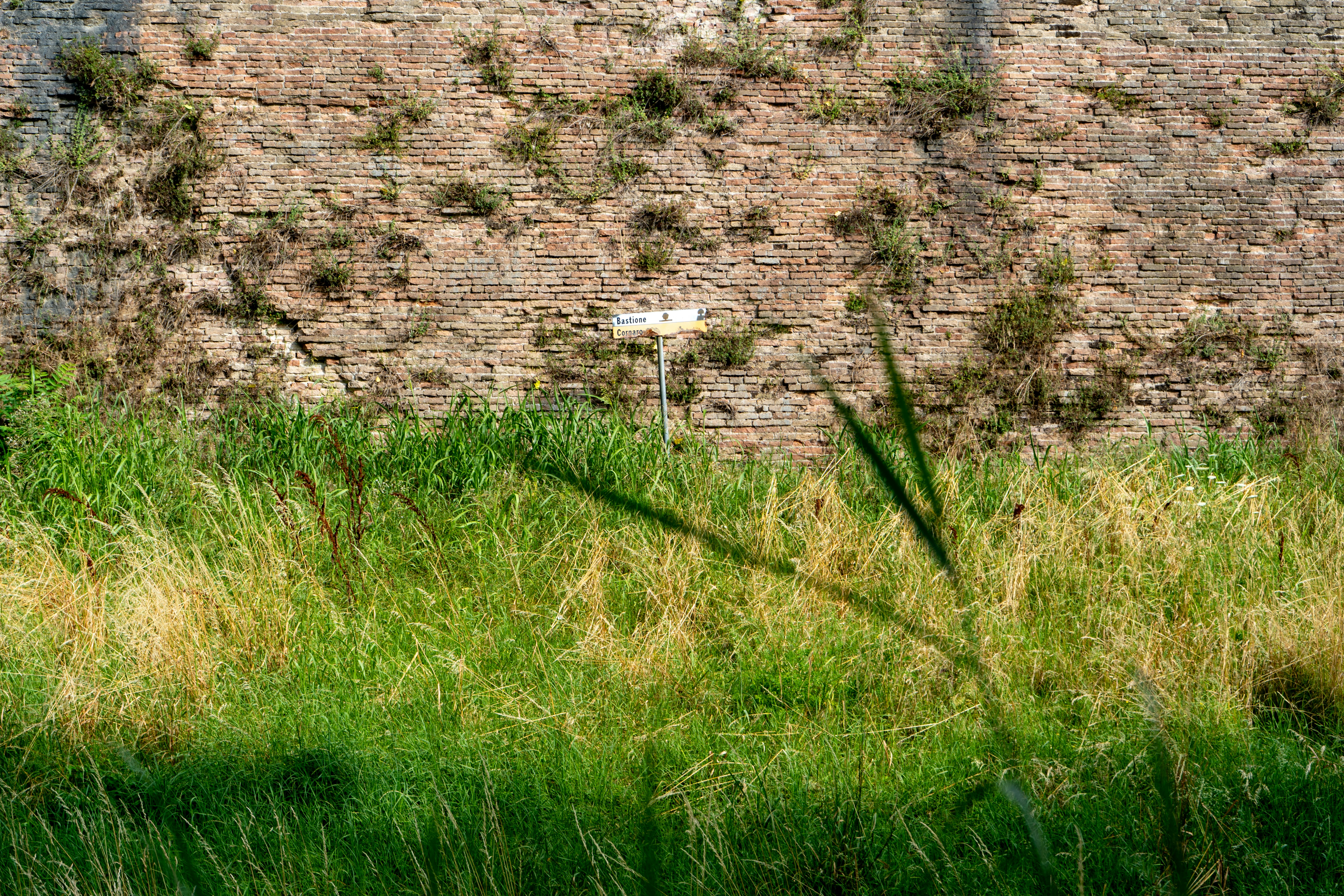 Hidden Sign in the Overgrown Courtyard