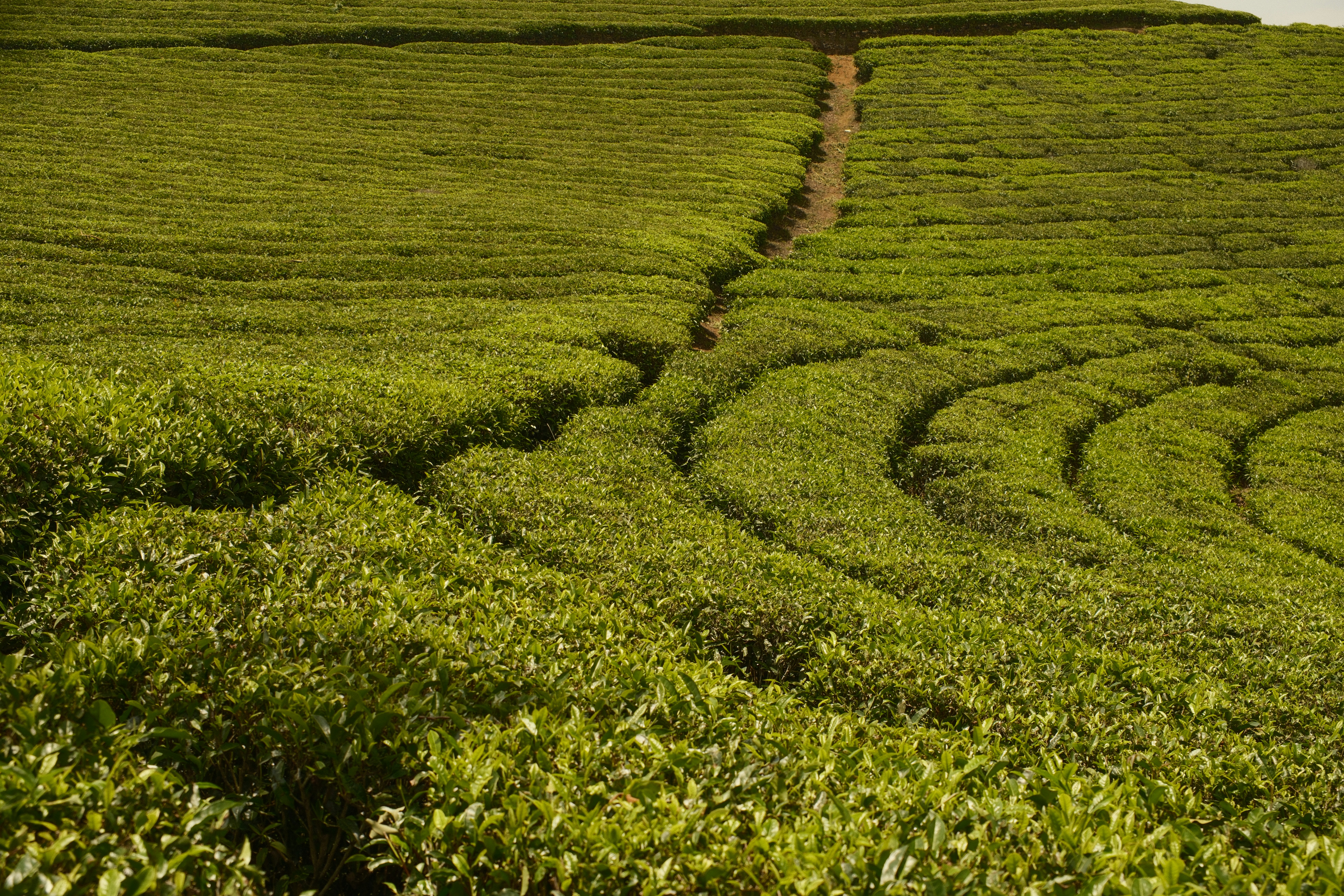 Overgrown Carved Ridges: A Green Tea Terrace Reaches Skyward