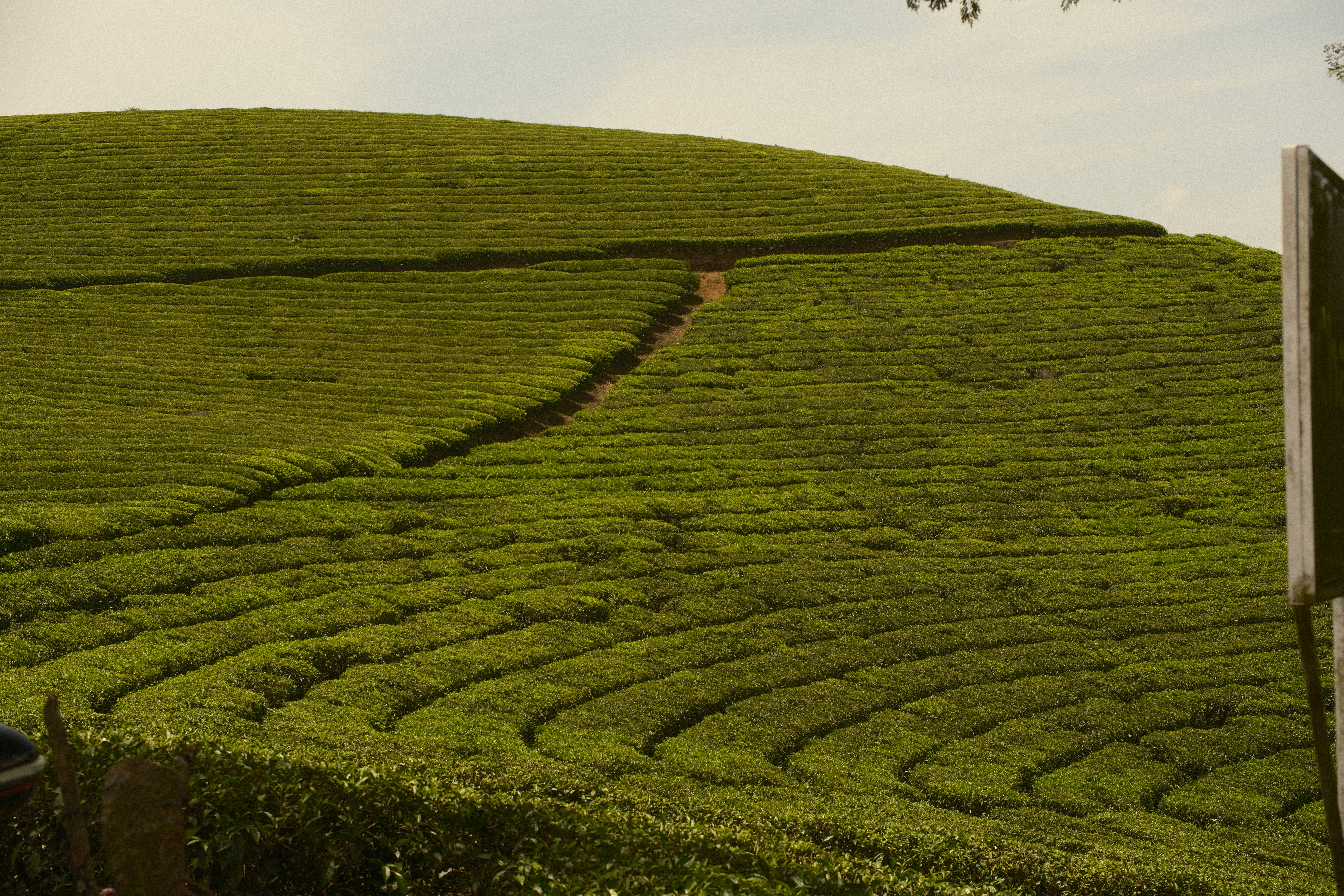 Sea of Tea Hills Under a Gentle Sky
