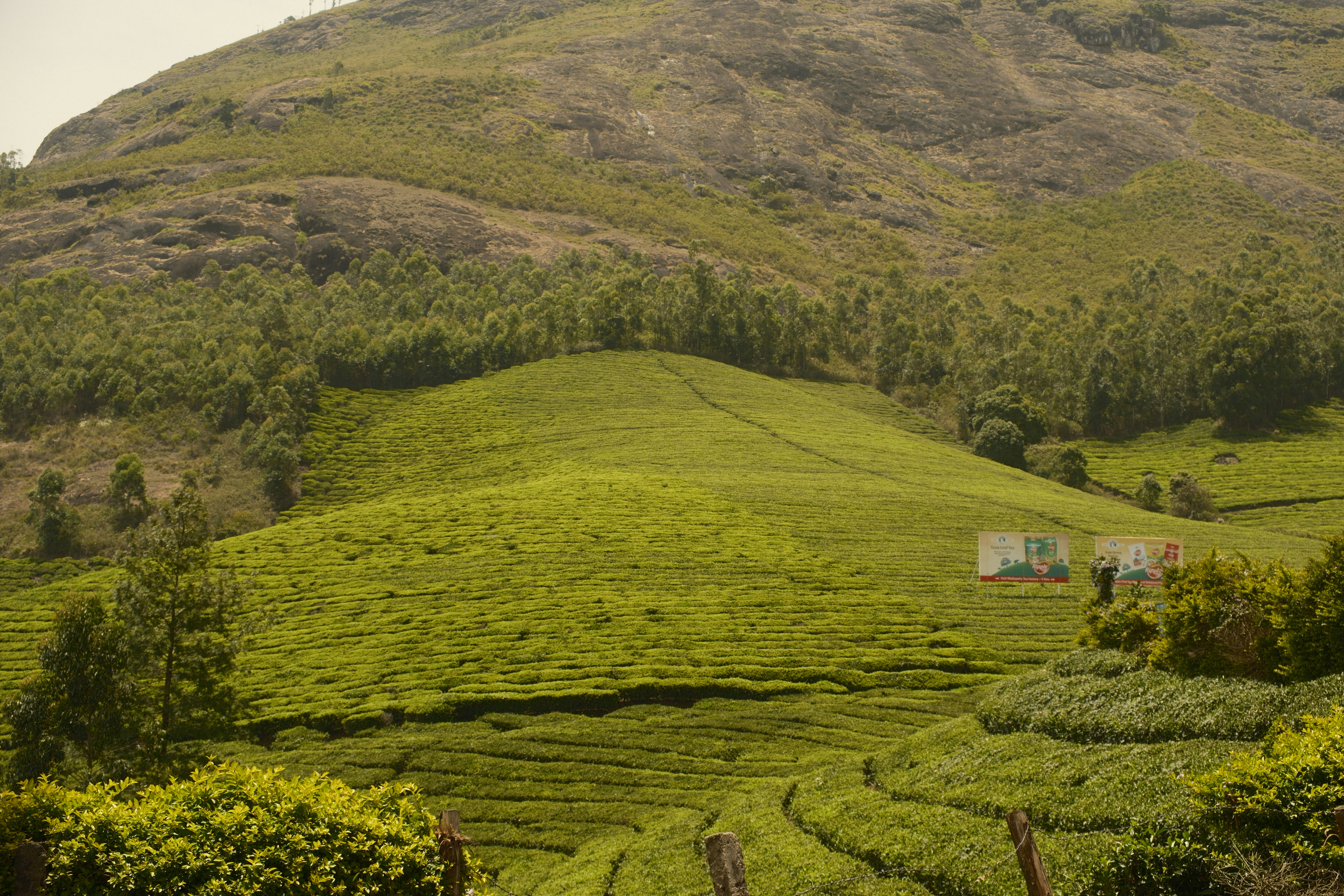 Terraced Green Hills Beneath a Quiet Sky