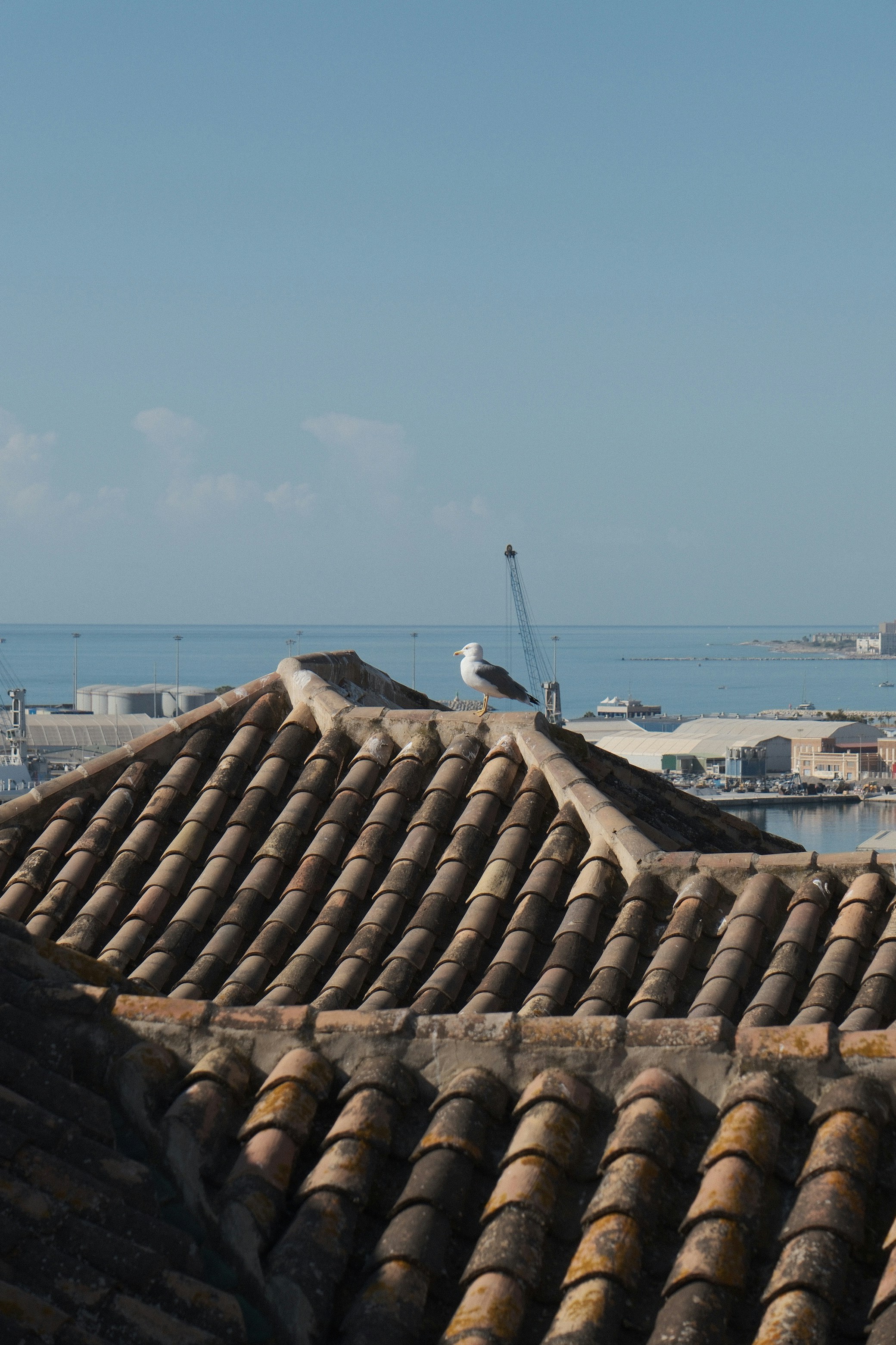 Seabreeze Perch: A Gulls’ Lookout atop Weathered Tiles