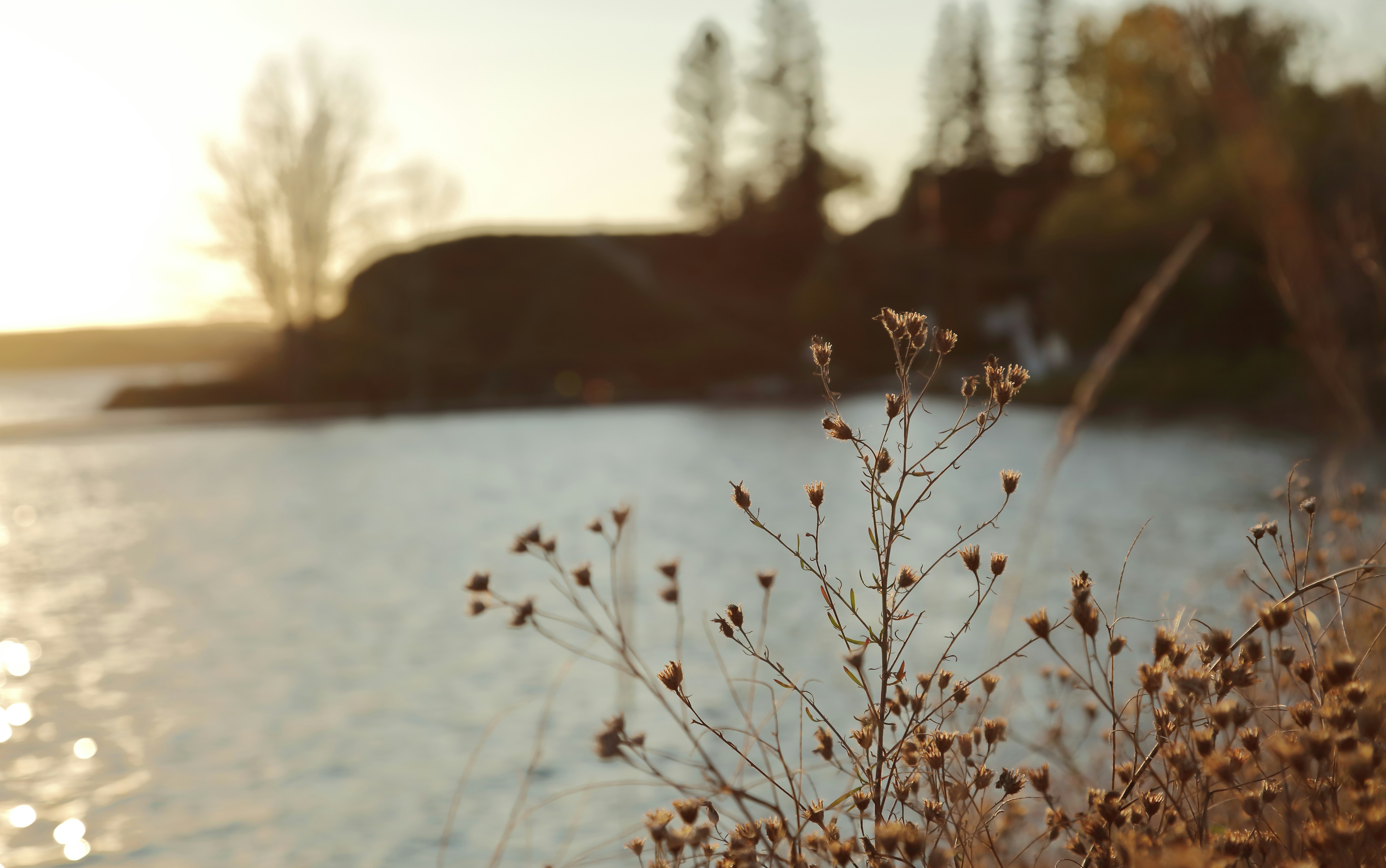 Dry grasses in foreground meet a blurred lakeside sunset
