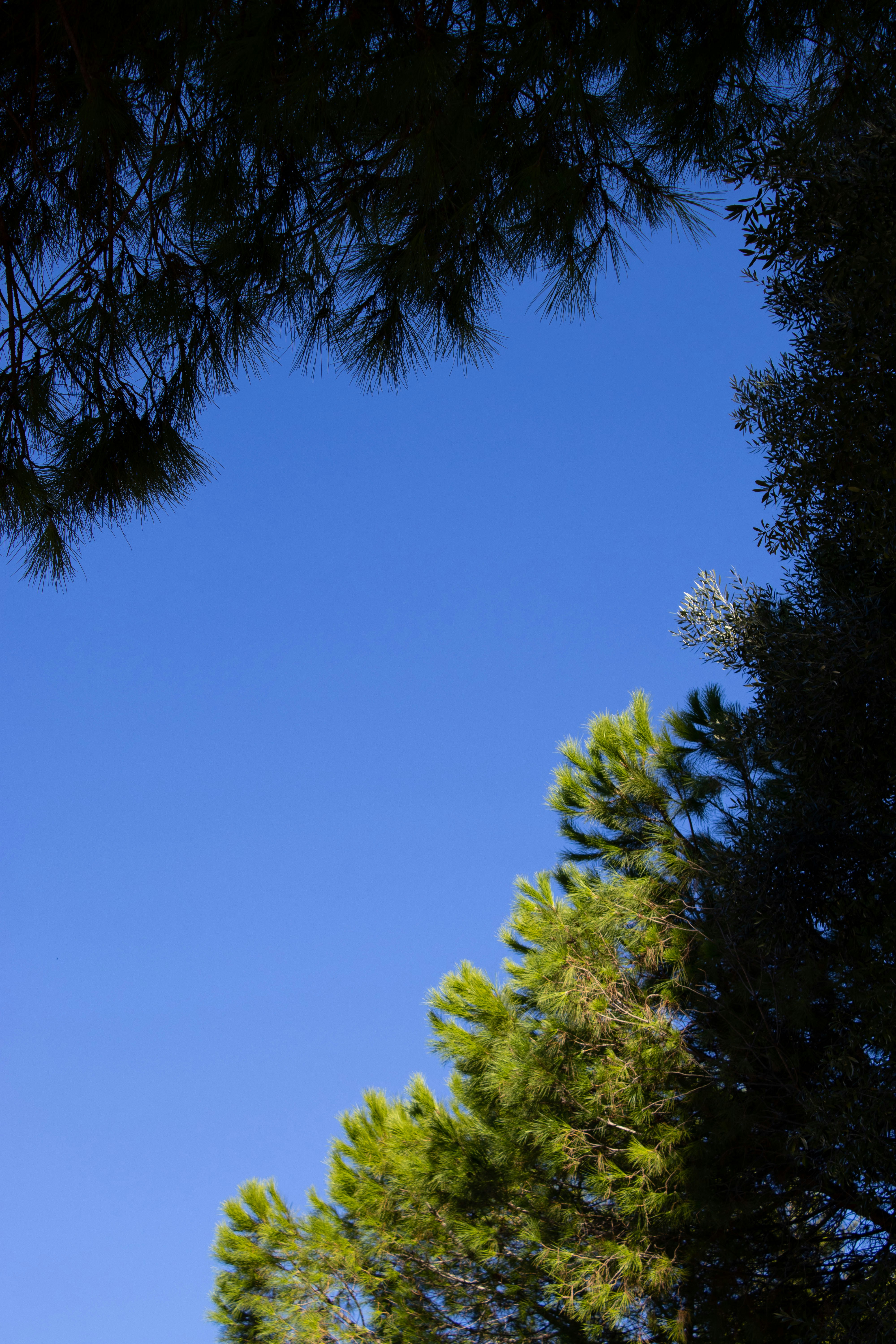 Skyward Canopy: Sunlit Pine Framing a Clear Blue Zest