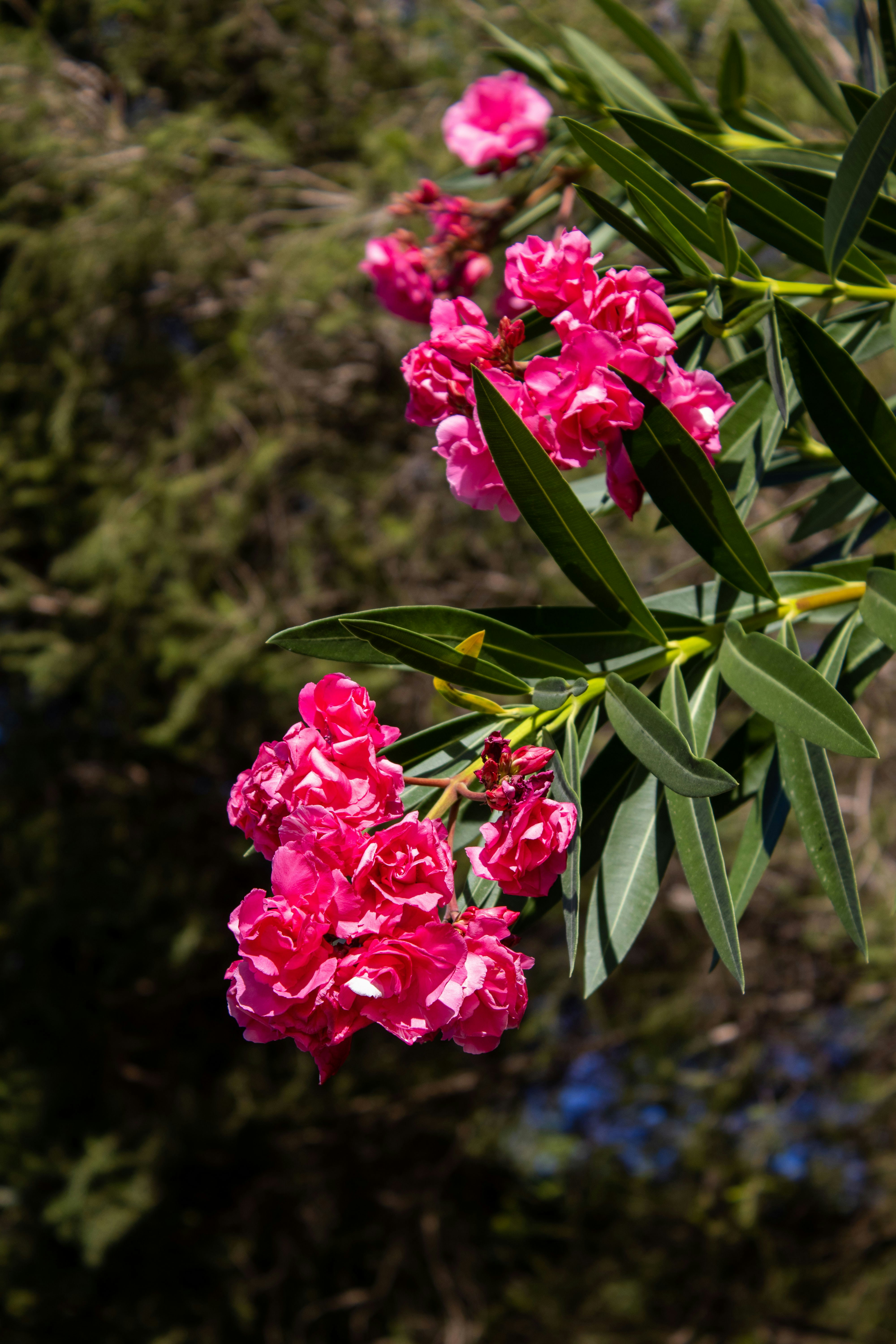 Crimson Clusters in a Sunlit Olive Brush