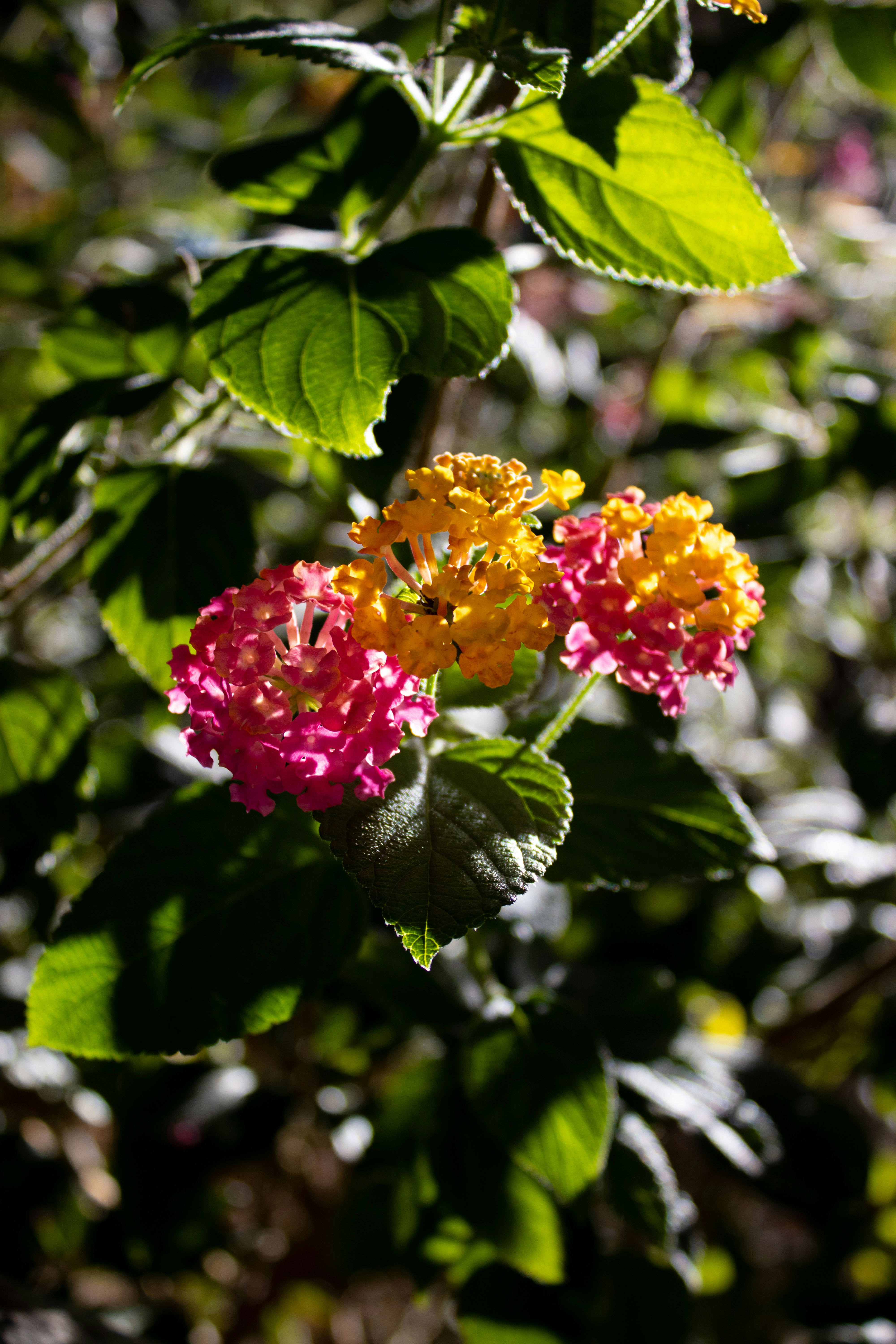 Sunlit Lantana Cluster: A Burst of Warm Colors