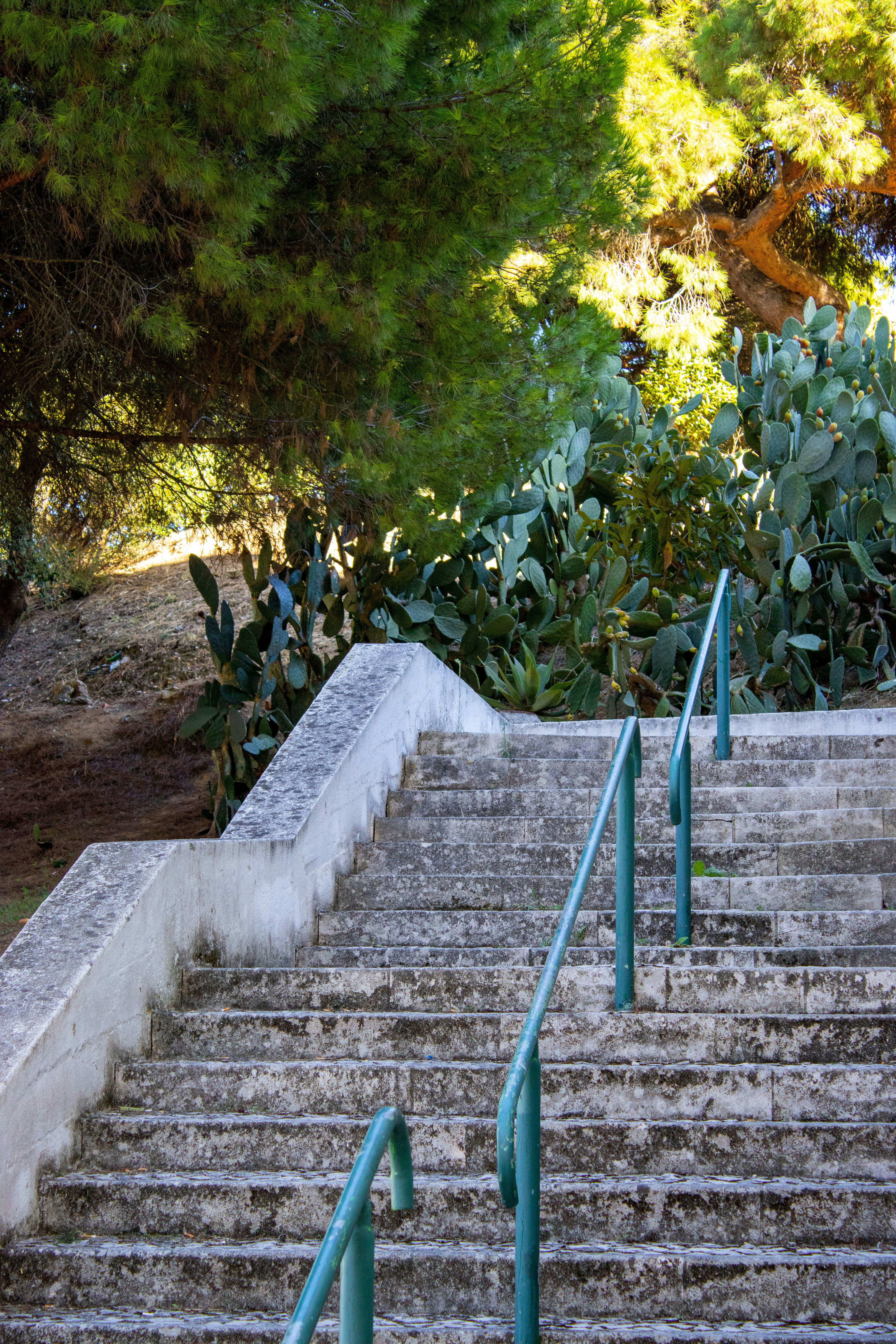 Concrete steps with teal handrails leading upward beside a dense backdrop of cacti and pine trees.