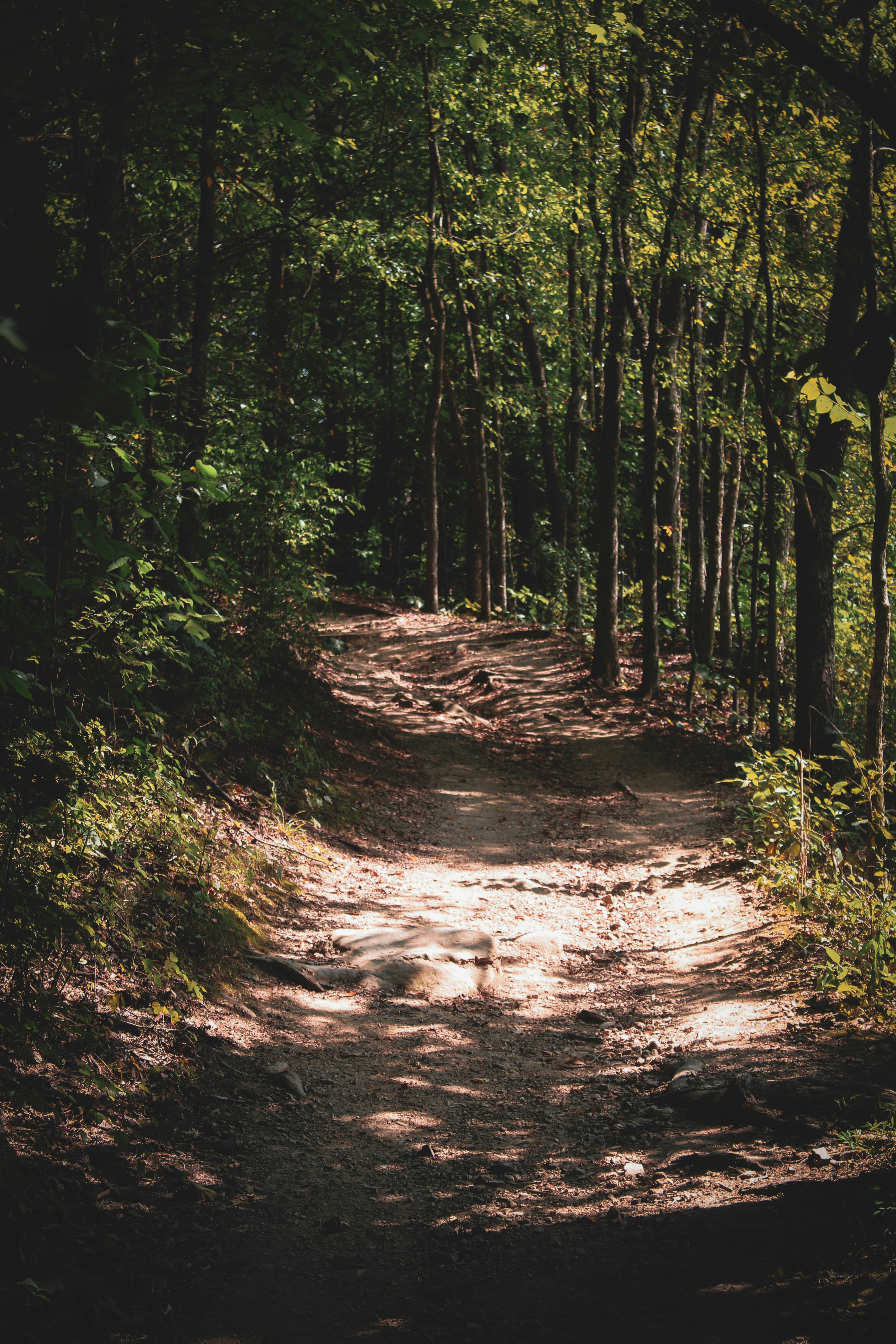Sunlit Forest Path: A Quiet Descent Through Dappled Light
