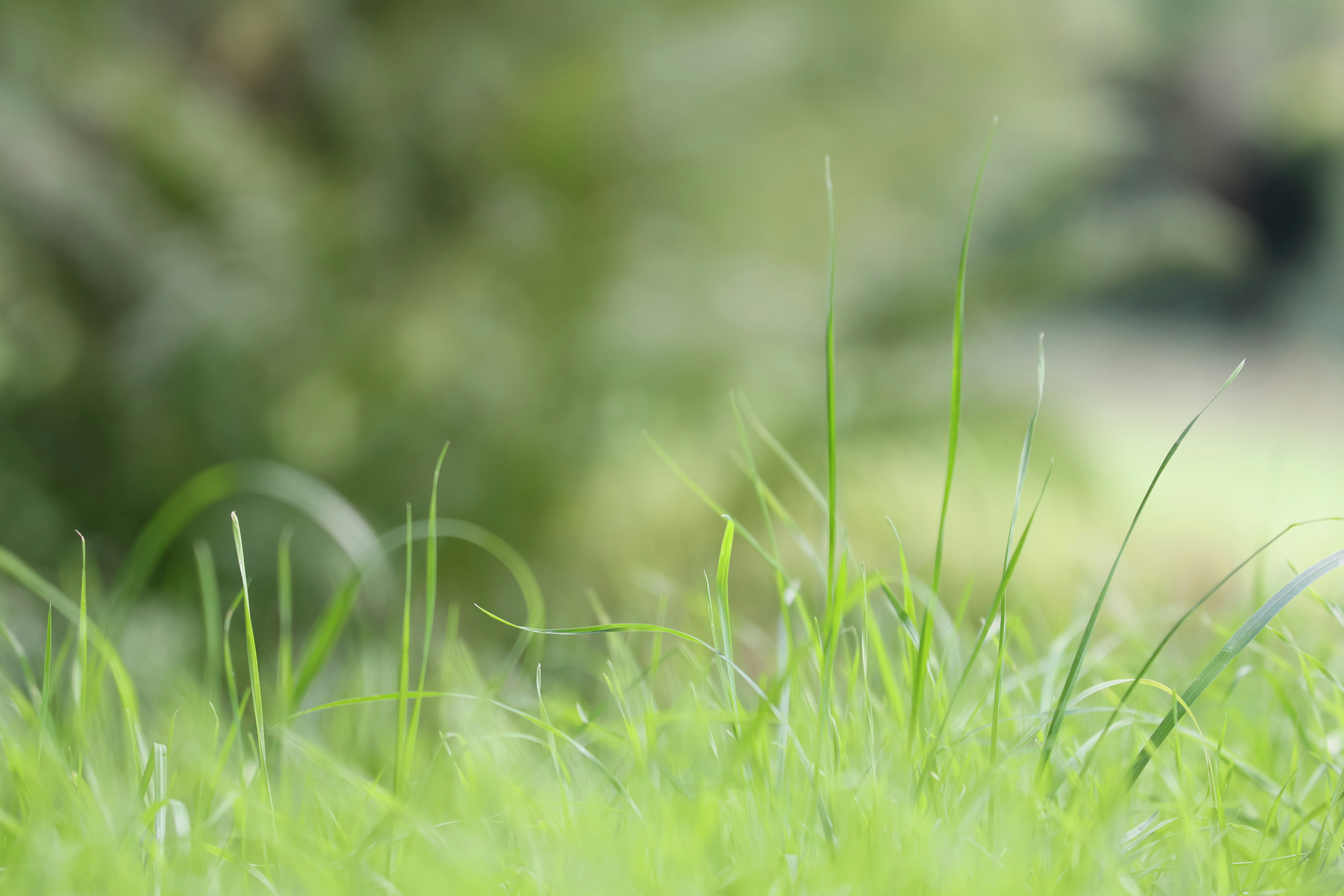 Soft, sunlit blades of grass in the foreground with a blurred green backdrop, emphasizing texture and depth in shallow depth of field.